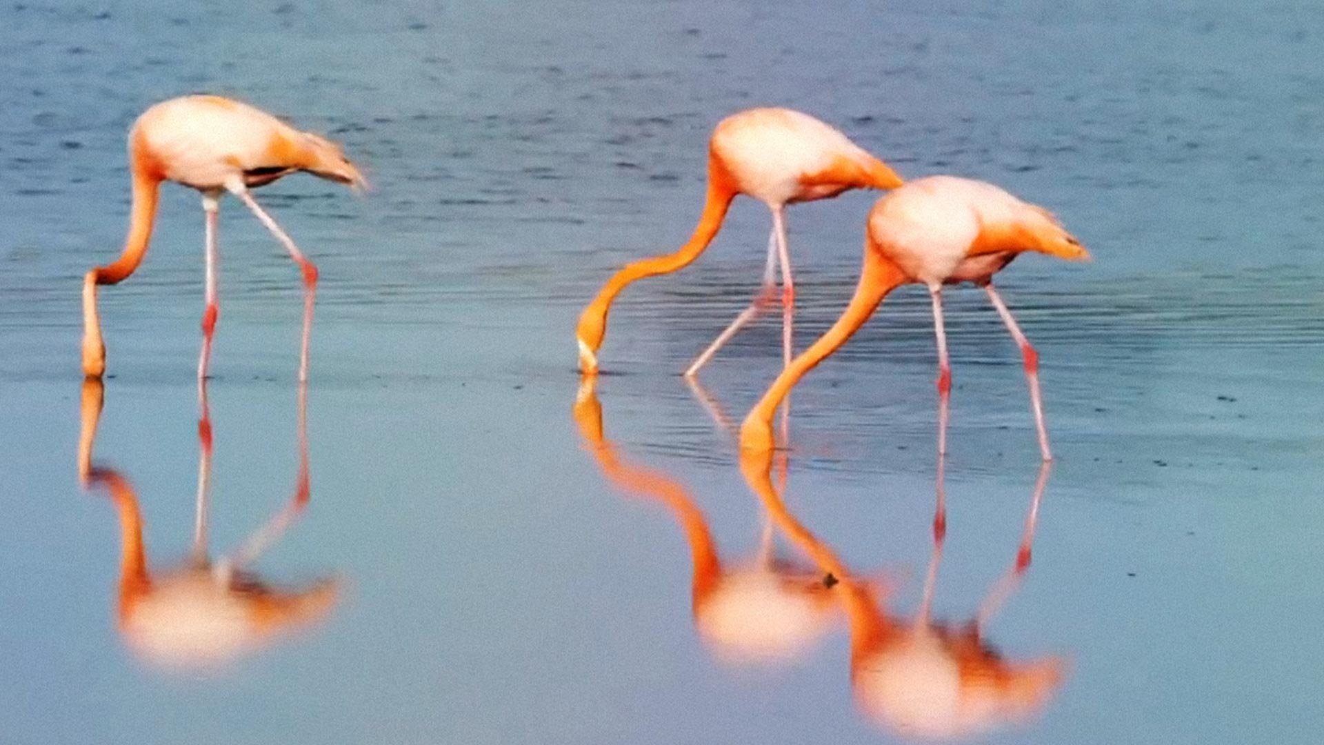 Stream Galapagos Season 1 Episode 1 – Galapagos on Disney+
