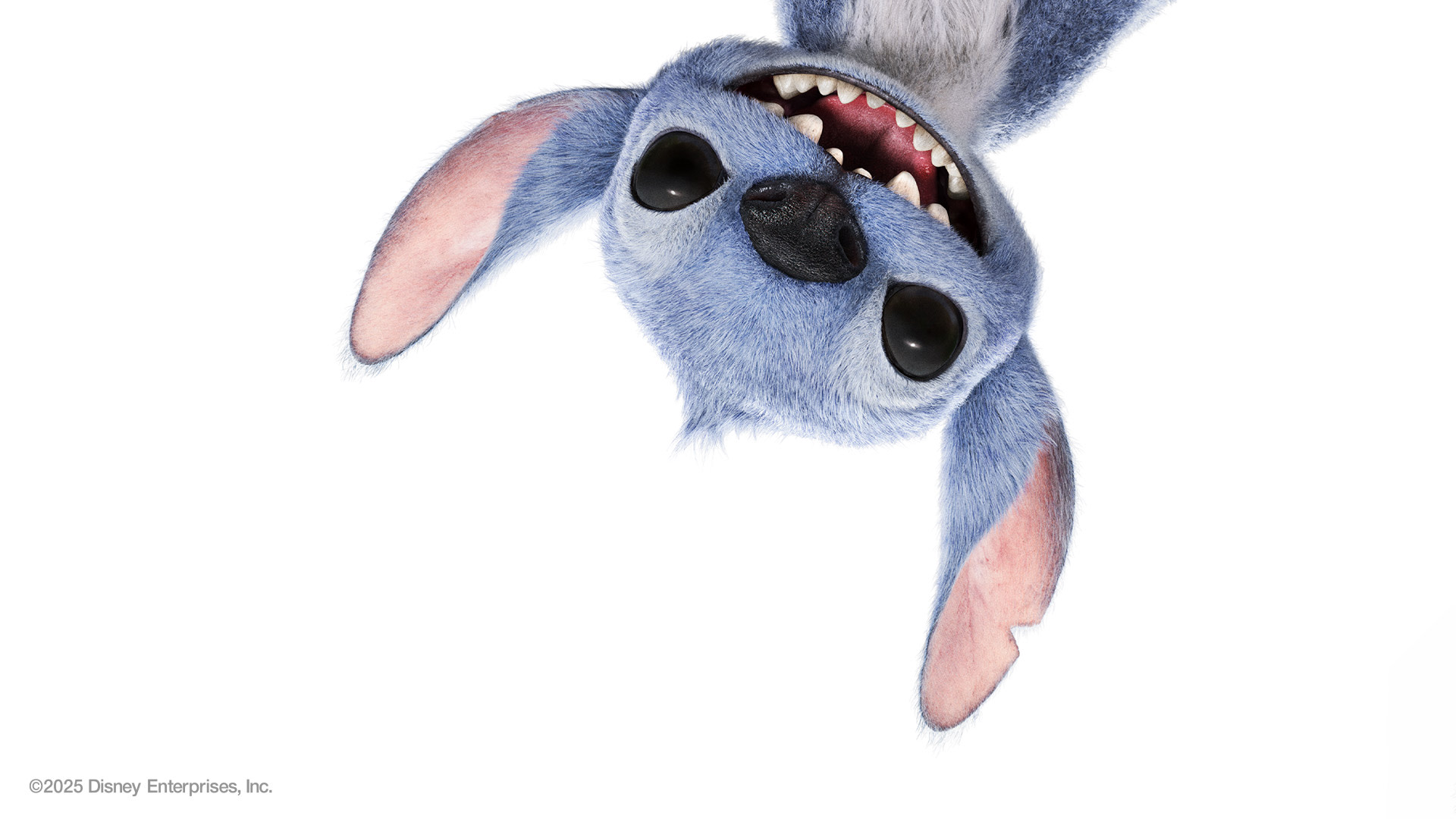 Watch Lilo & Stitch | A Special Look - Disney+ Oman | English Arabic ...