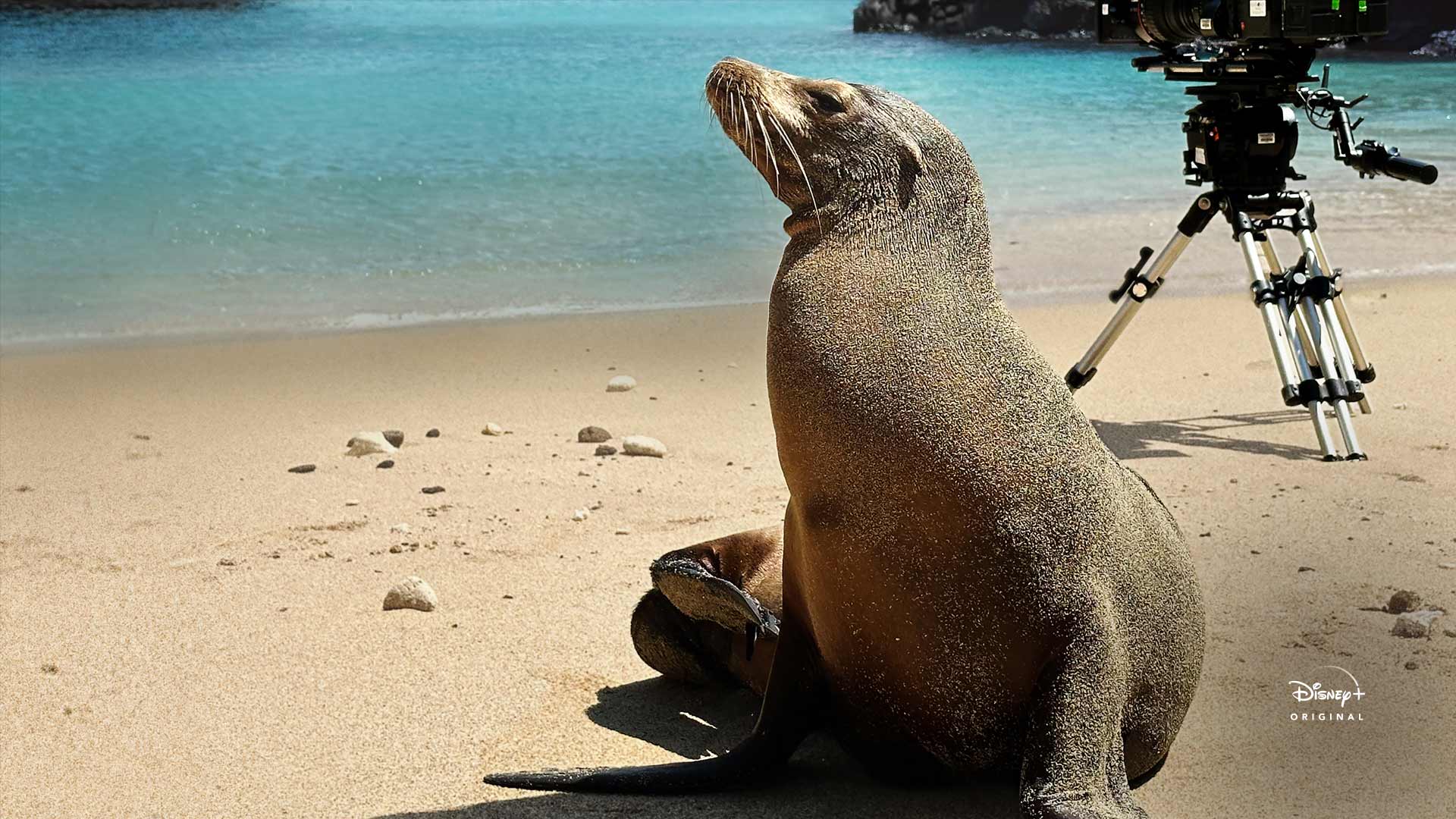 Guardians of the Galapagos full movie. Documentary film di Disney+.