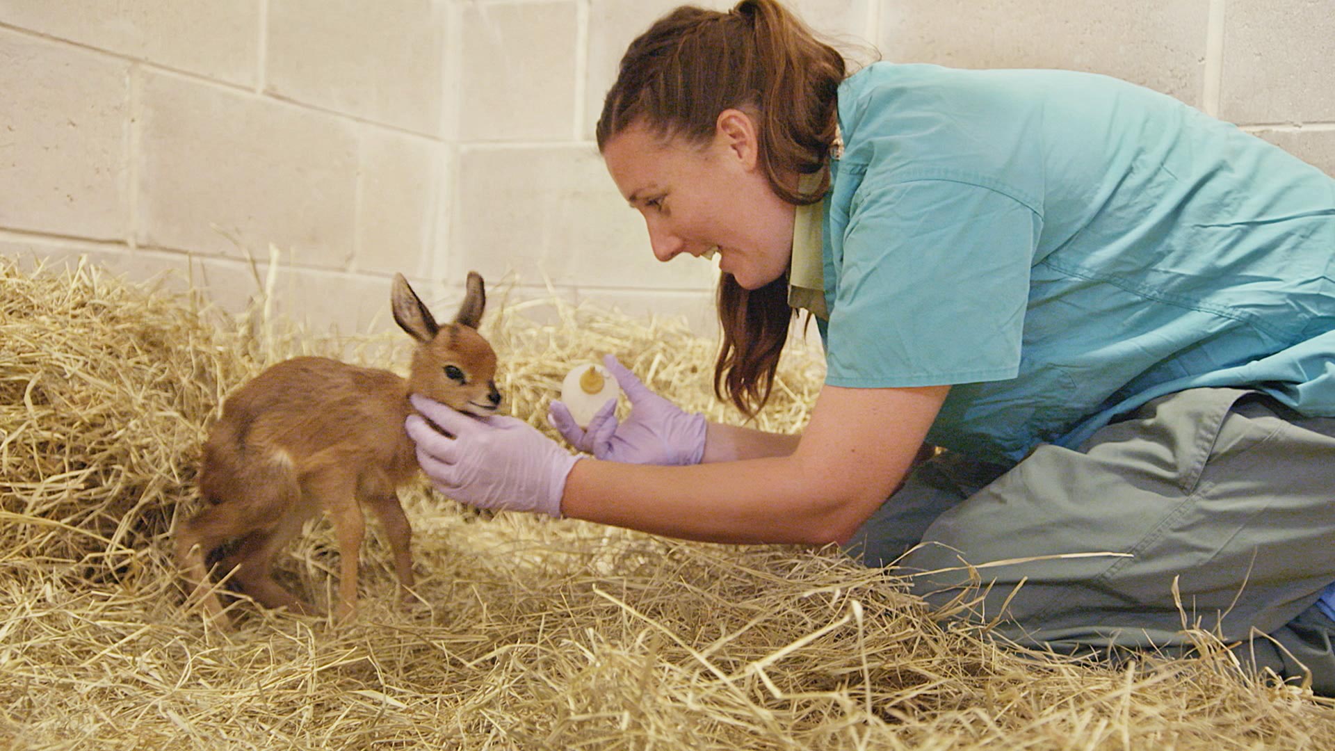 Magic of Disney's Animal Kingdom - Trailer - JioHotstar