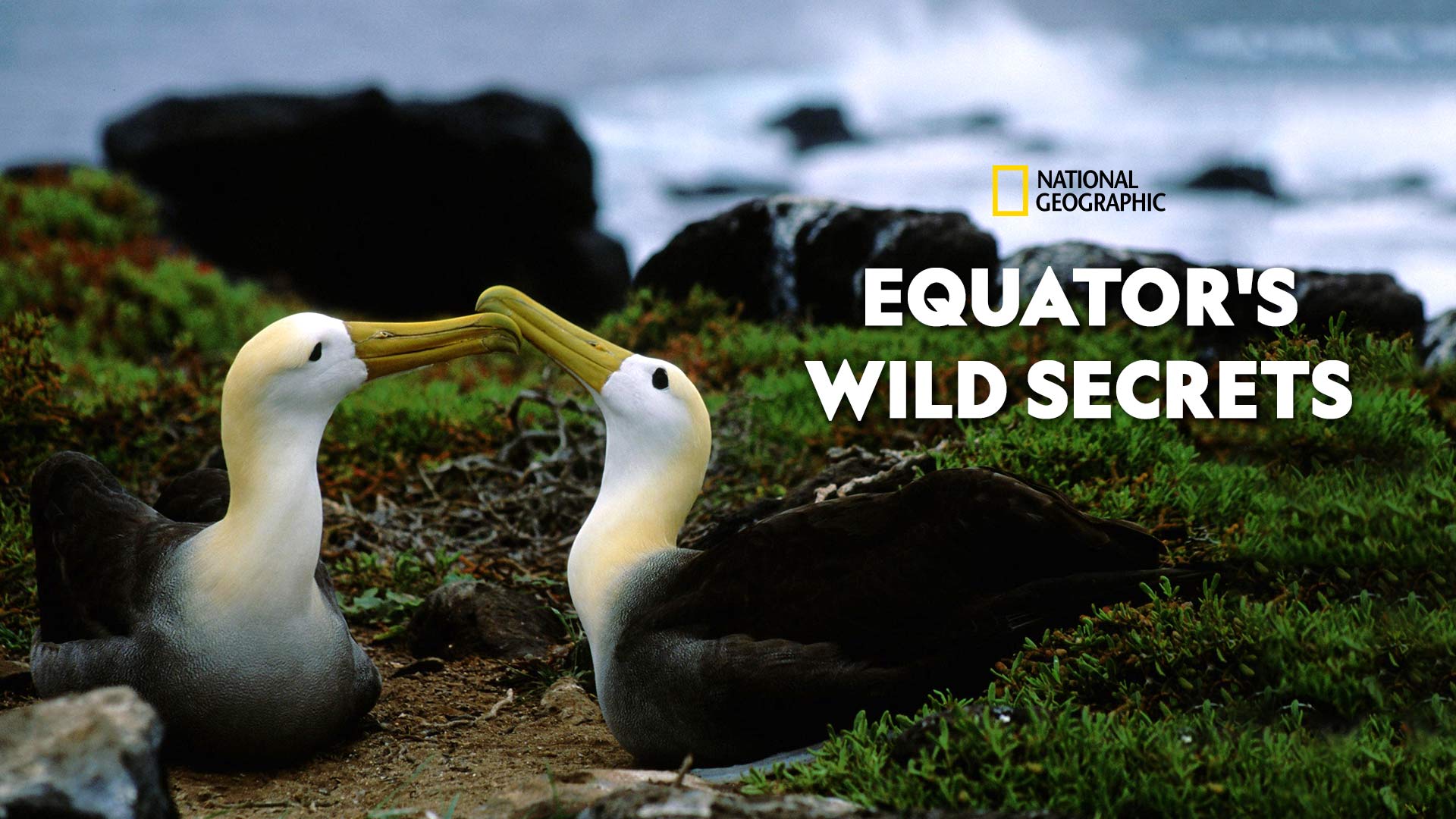 รับชมตัวอย่างจาก Equator’s Wild Secrets - Trailer บน Disney+ Hotstar