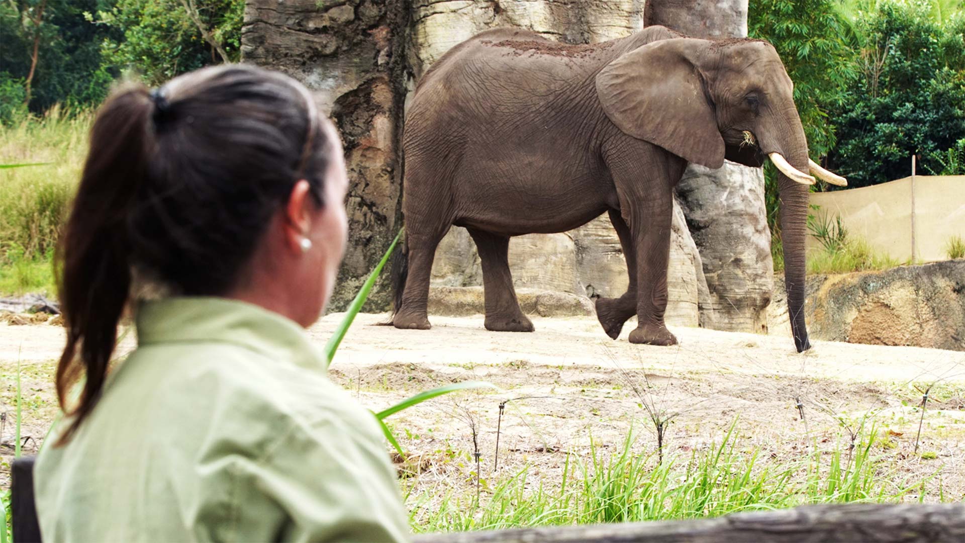 Watch Magic of Disney's Animal Kingdom S1 Episode 1 on JioHotstar Watch Magic of Disney's Animal Kingdom S1 Episode 1 on JioHotstar