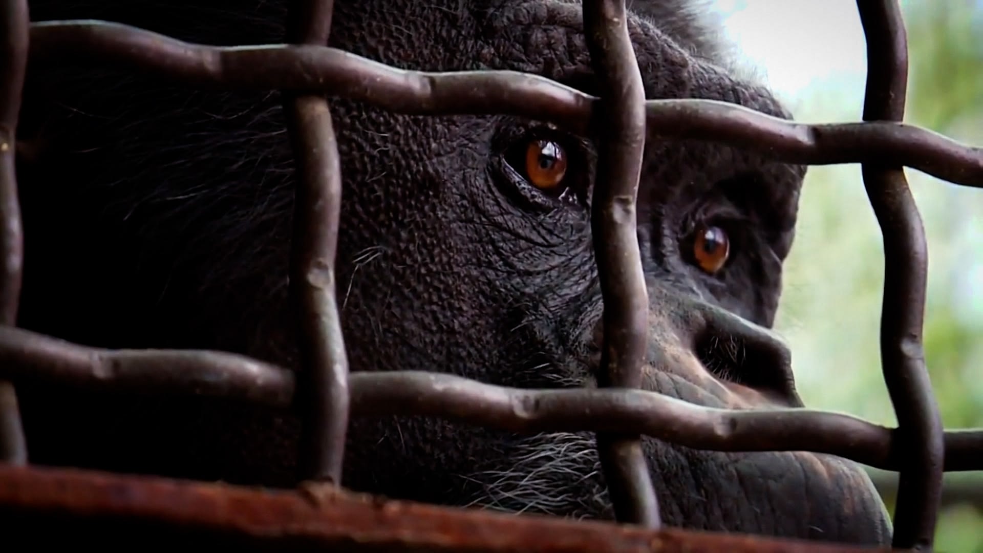 Watch Chimp Crazy Episode 3 on JioHotstar