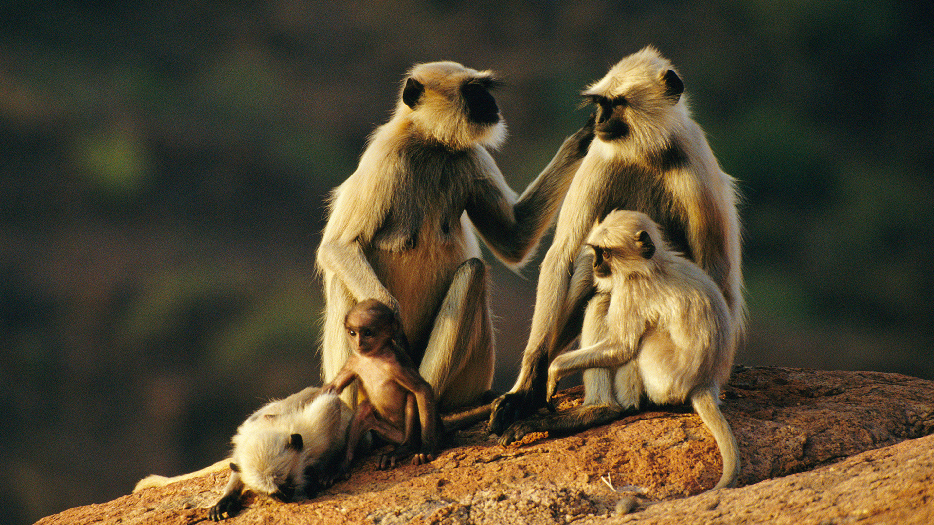 Deadly Instincts - Disney+