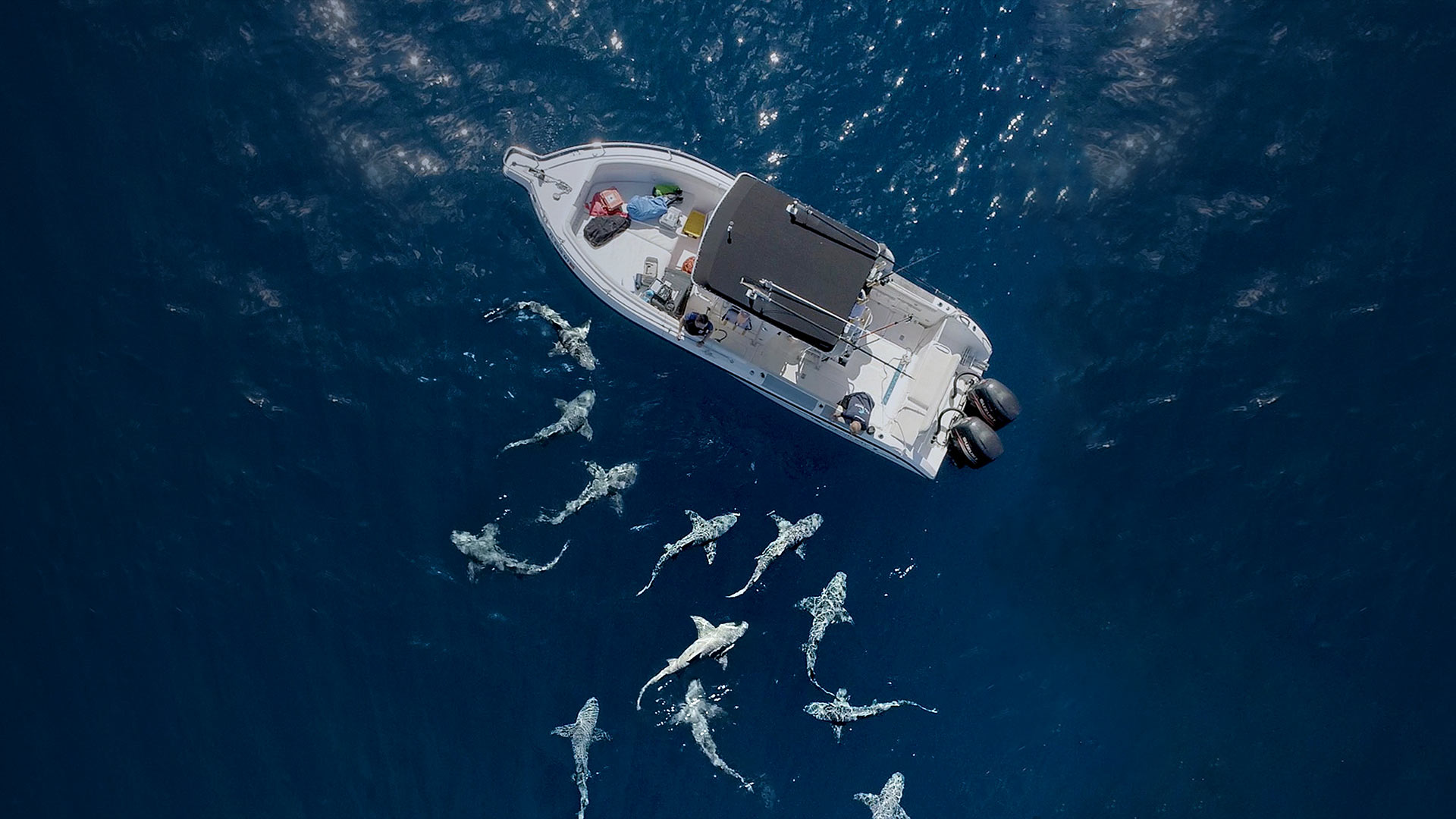 Jaws vs. Boats - Disney+