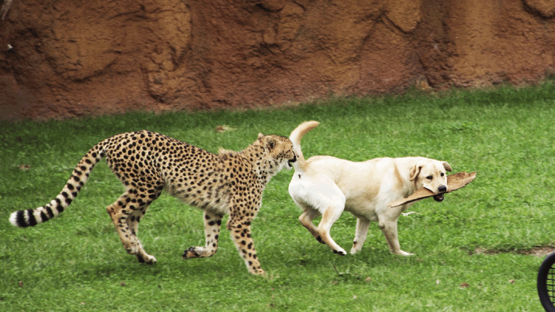 Secrets Of The Zoo - Disney+