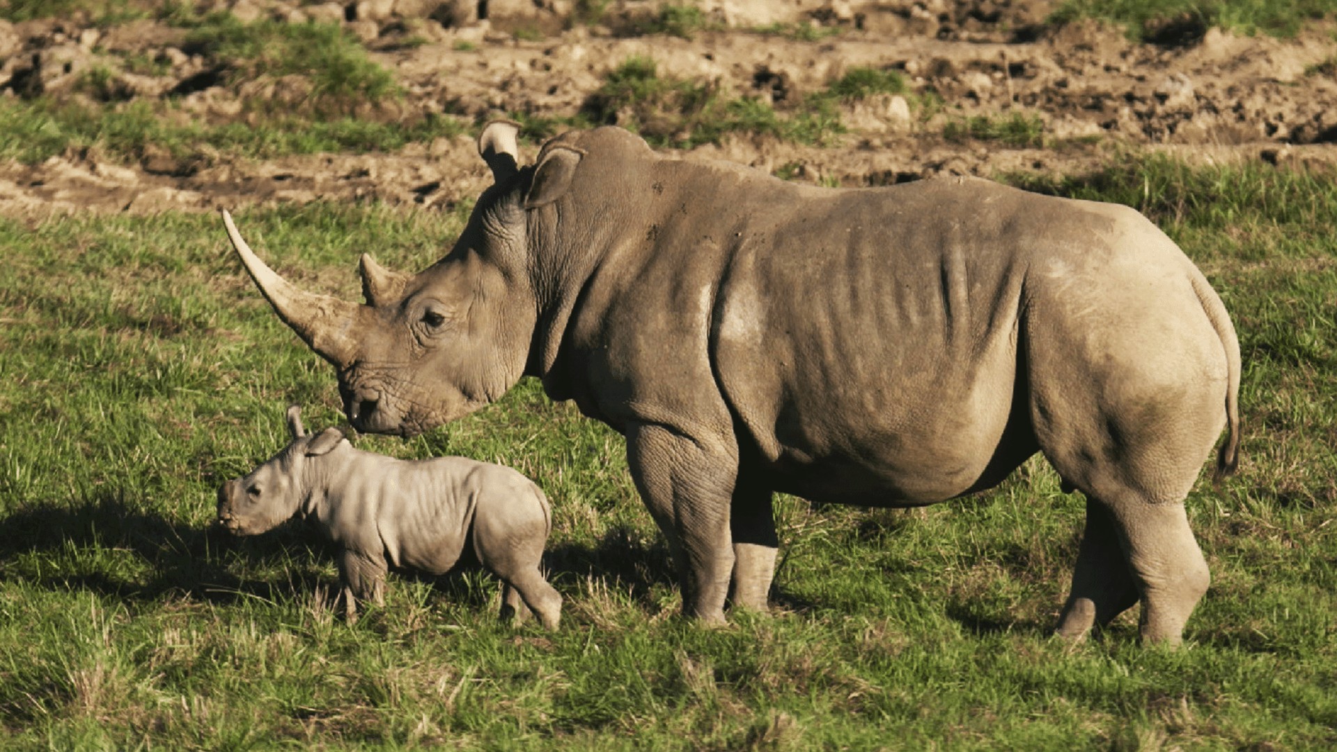 Secrets Of The Zoo - Disney+