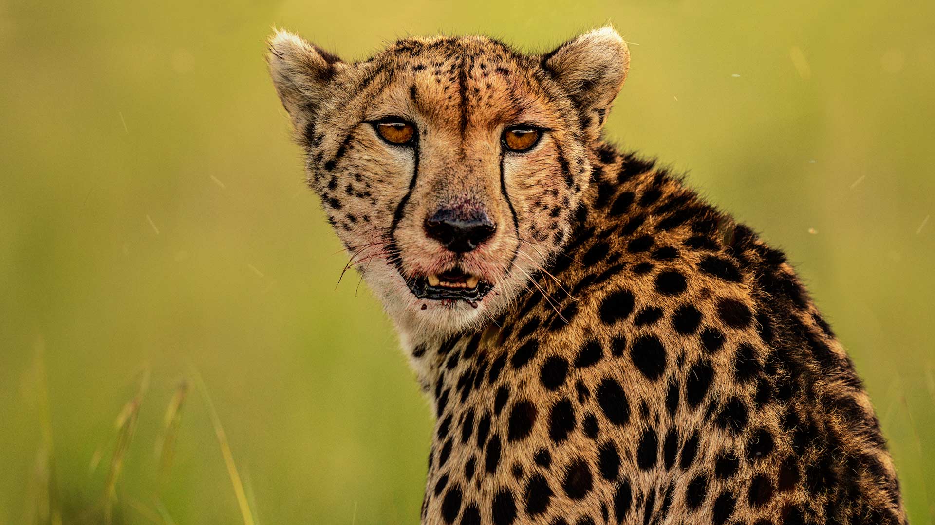 The Way of the Cheetah - Disney+