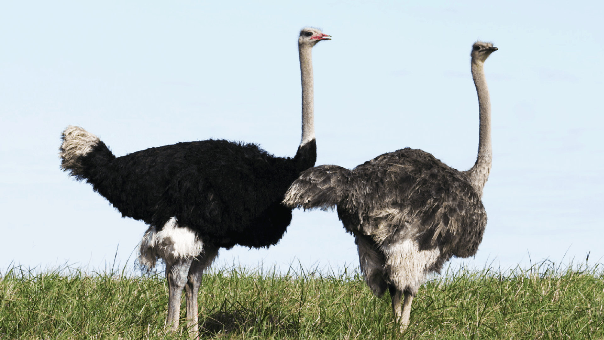 Watch Secrets Of The Zoo S1 Episode 6 on Disney+ Hotstar