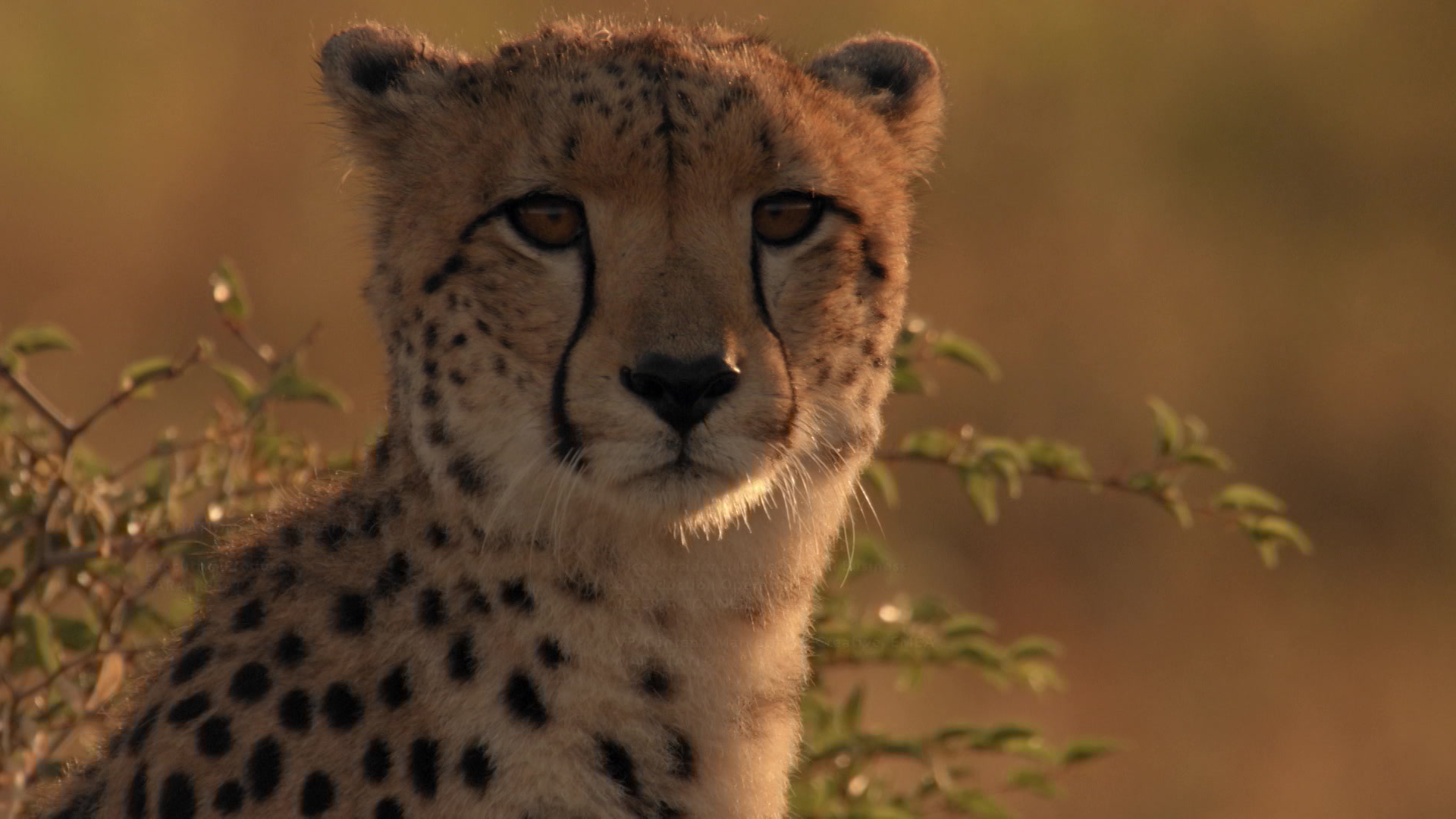 Watch Predator V Prey Episode 3 on JioHotstar