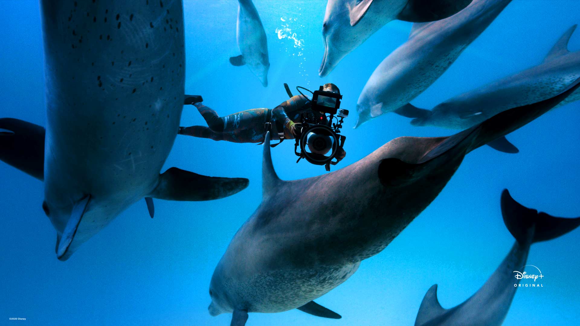 Diving with Dolphins - Disney+