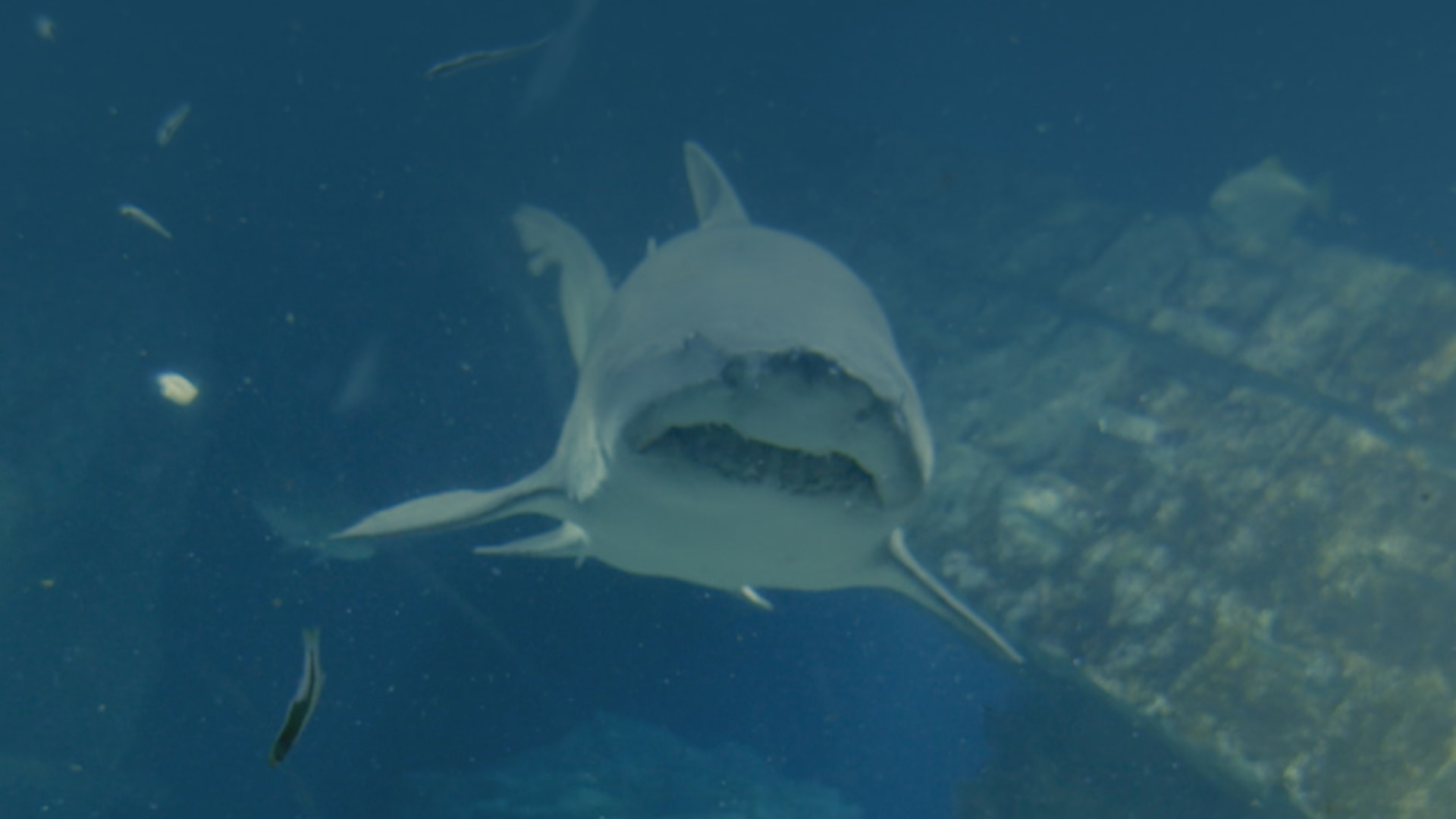 When Sharks Attack on Disney+ Iraq | English Reality SHOW