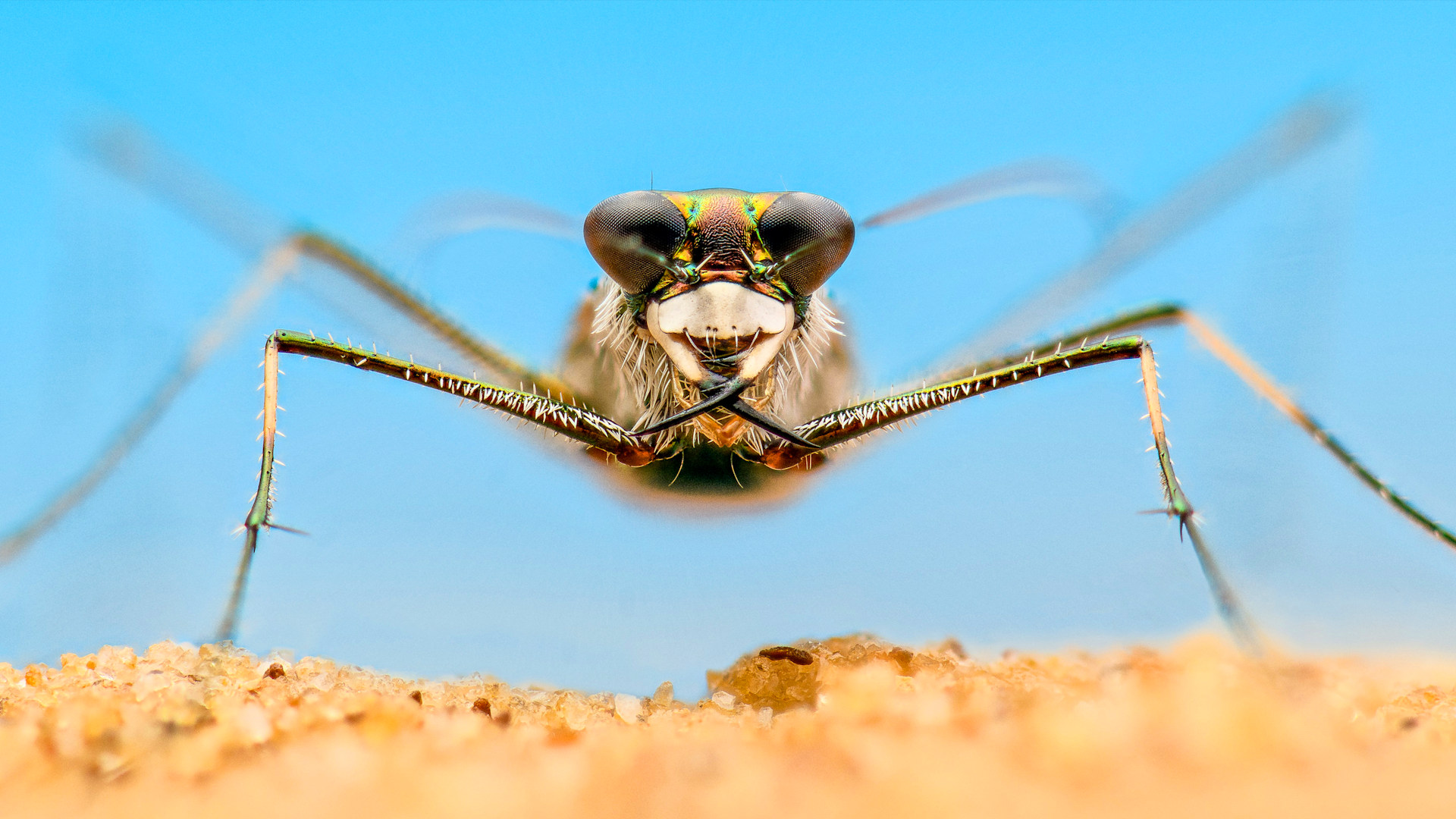 Watch A Real Bug's Life S2 Episode 2 on Disney+