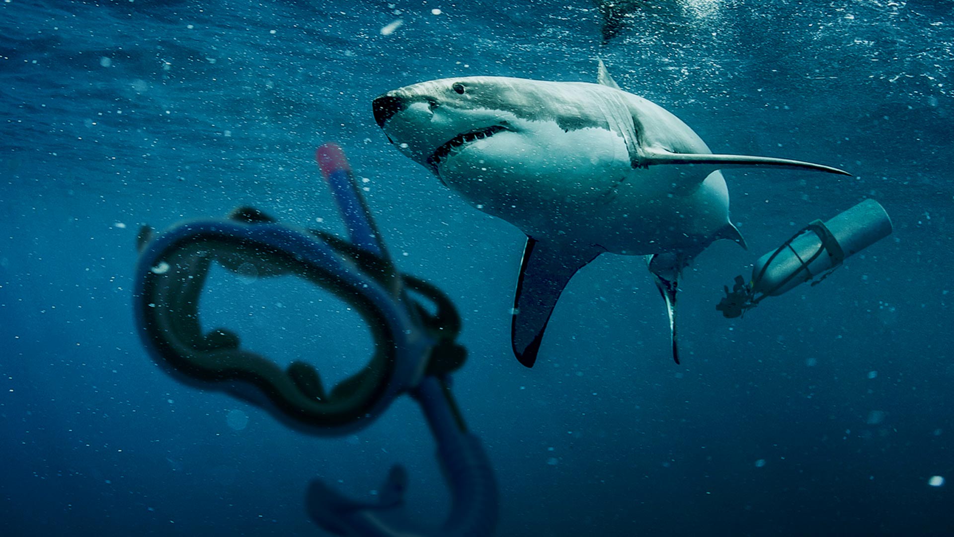 Watch Saved from a Shark - JioHotstar