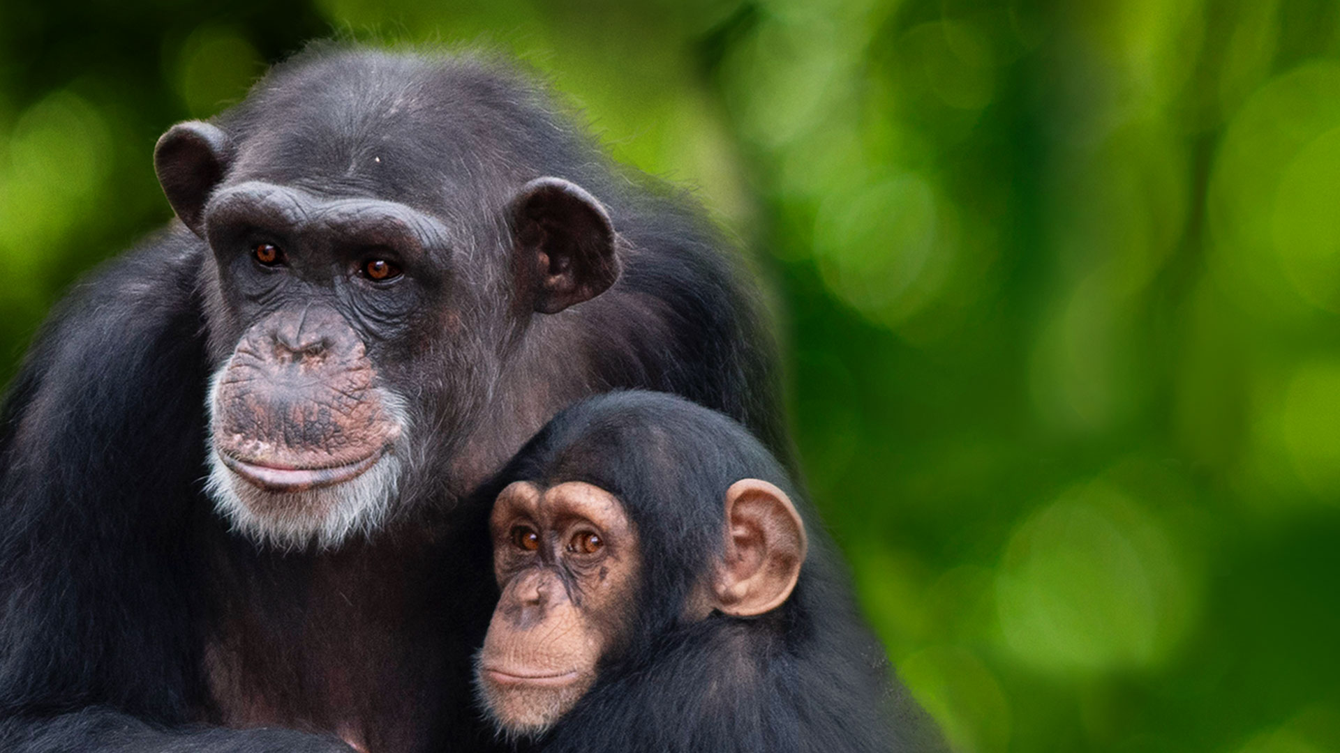 Meet The Chimps - Disney+