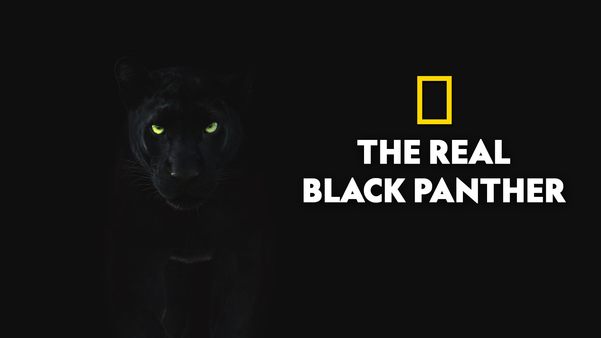 Watch Movie The Real Black Panther Online only on Watcho,