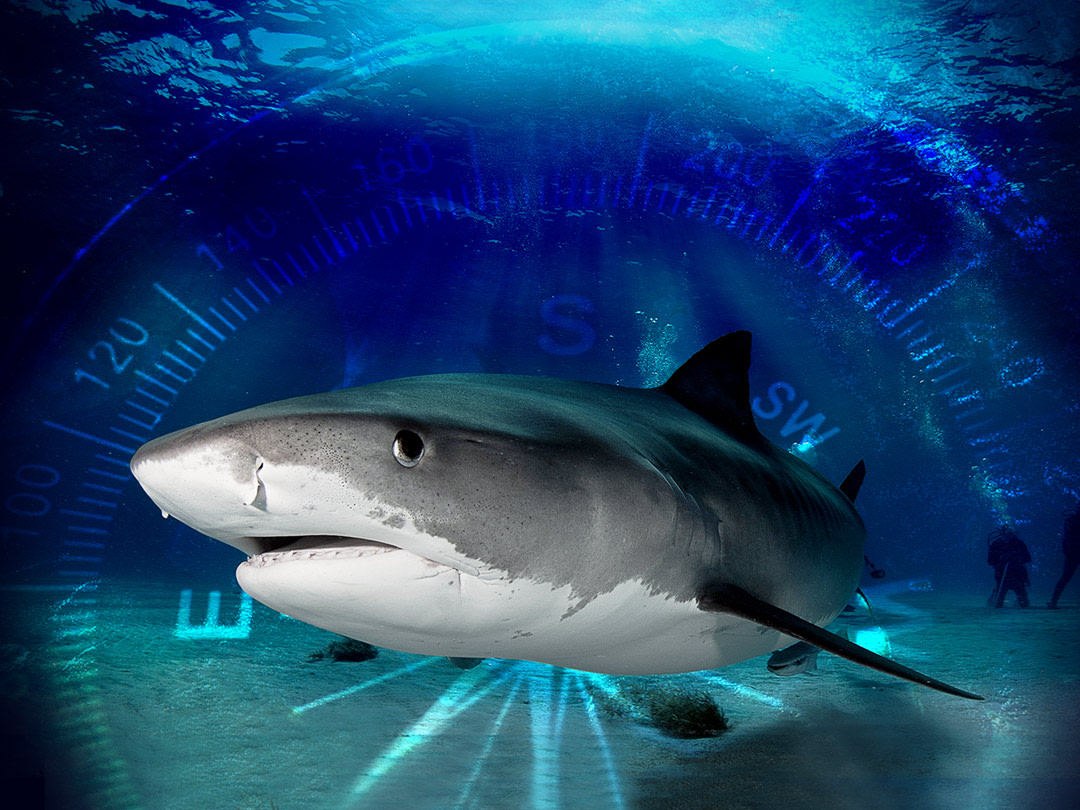 Sharks Of The Bermuda Triangle - Disney+