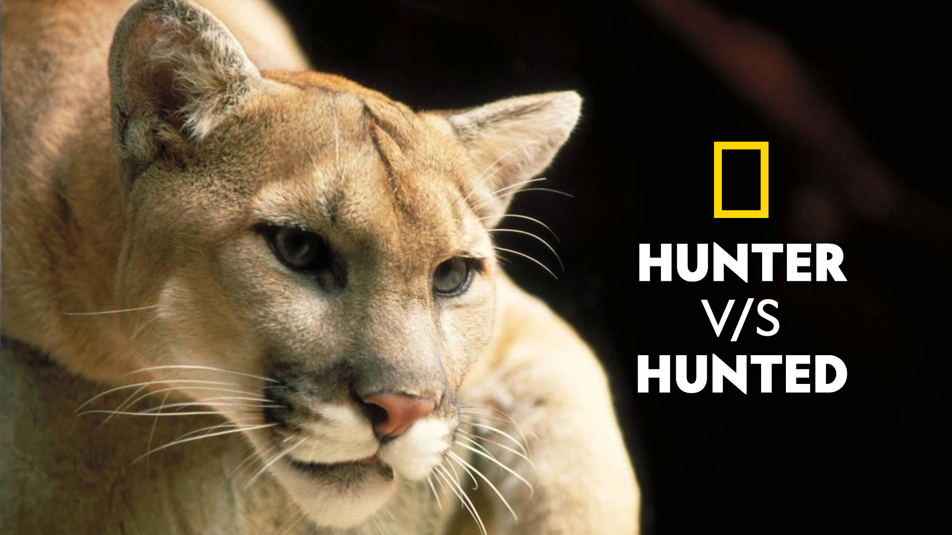 Watch All Seasons of Hunter vs. Hunted on Disney+ Hotstar