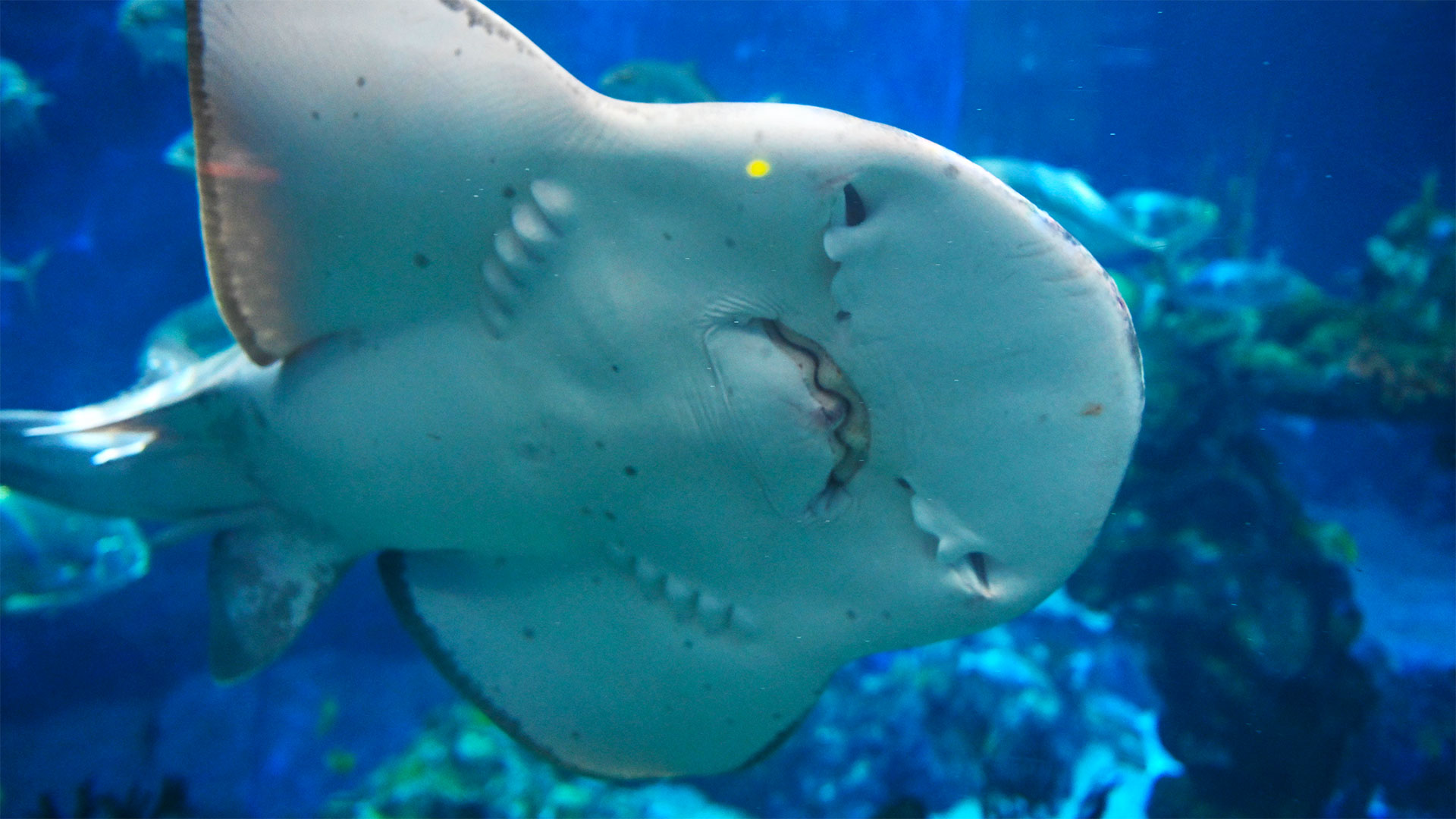 Watch Magic of Disney's Animal Kingdom S1 Episode 7 on JioHotstar