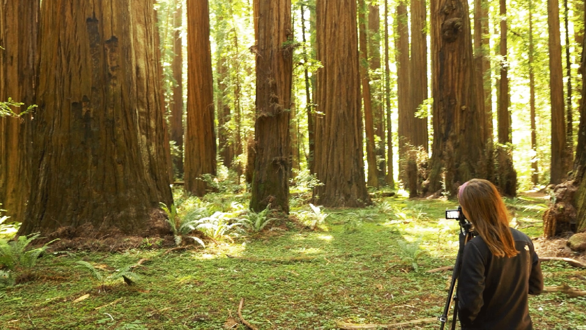 Nature Boom Time - Disney+