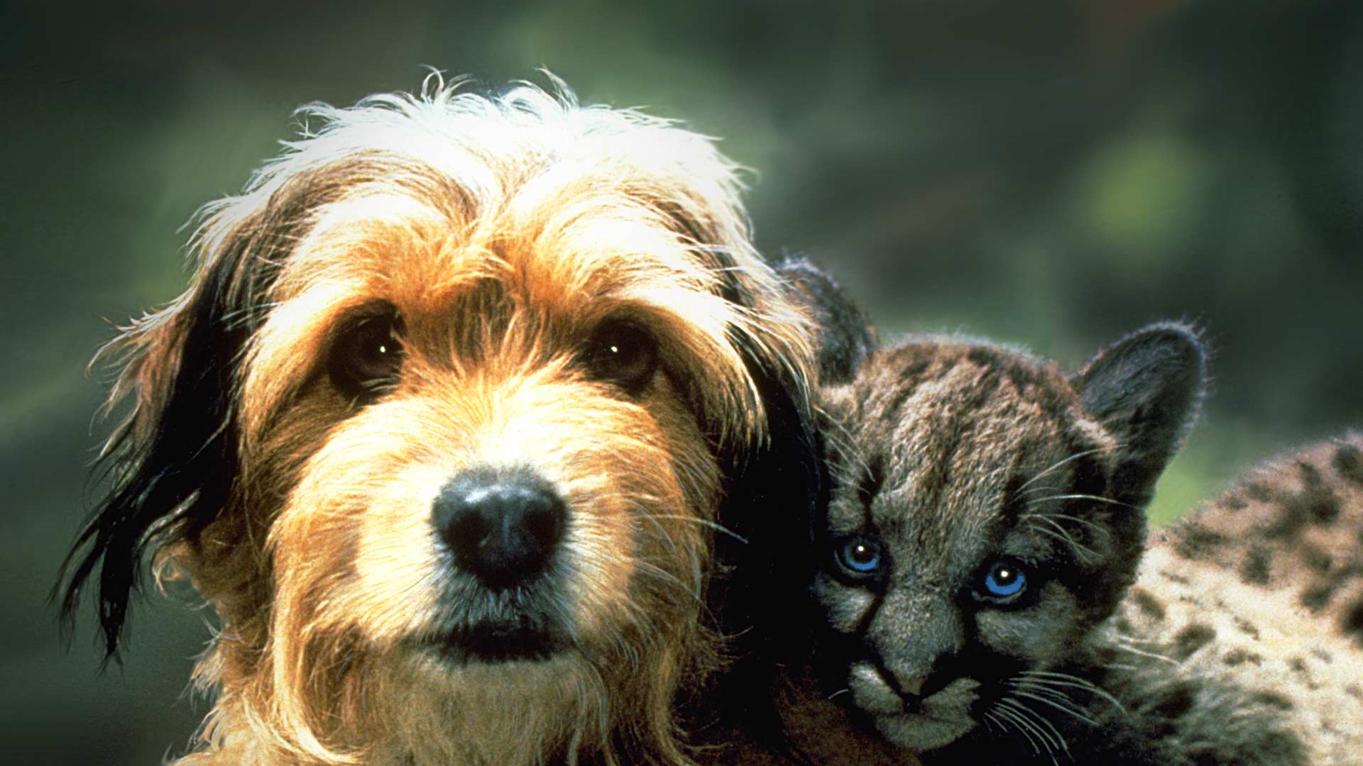 Benji the Hunted on Disney+ United Arab Emirates | English German ...