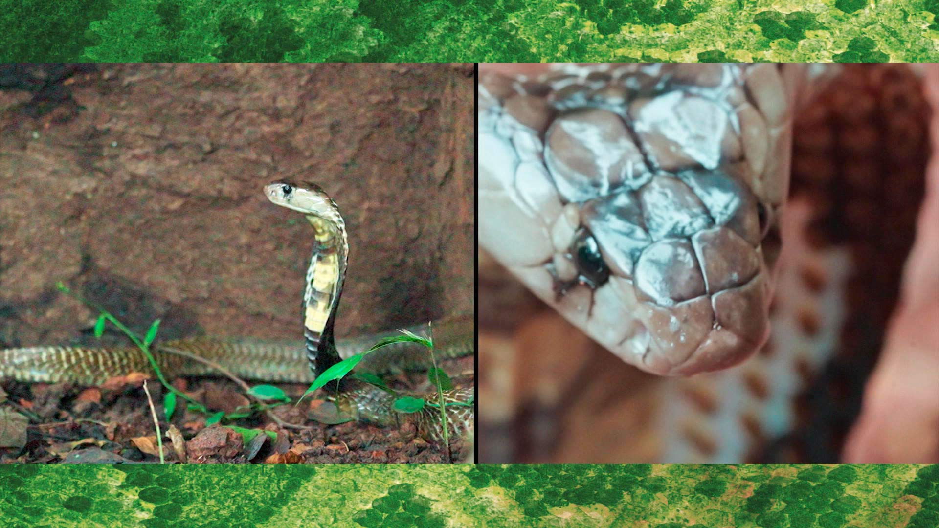 Watch Snakes SOS: Goa's Wildest S1 Episode 8 on JioHotstar