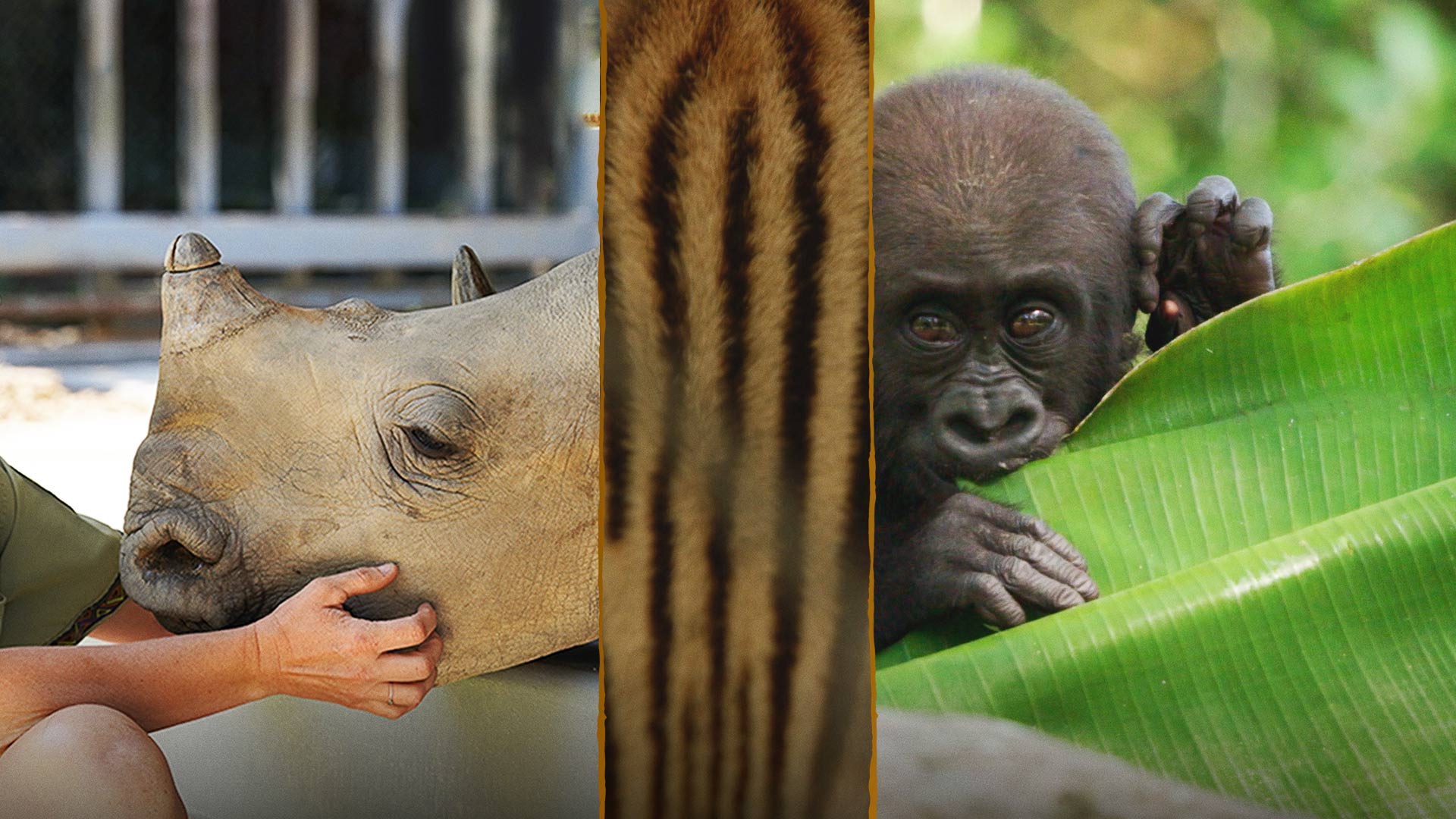 Magic of Disney's Animal Kingdom Documentary Series, now streaming on ...