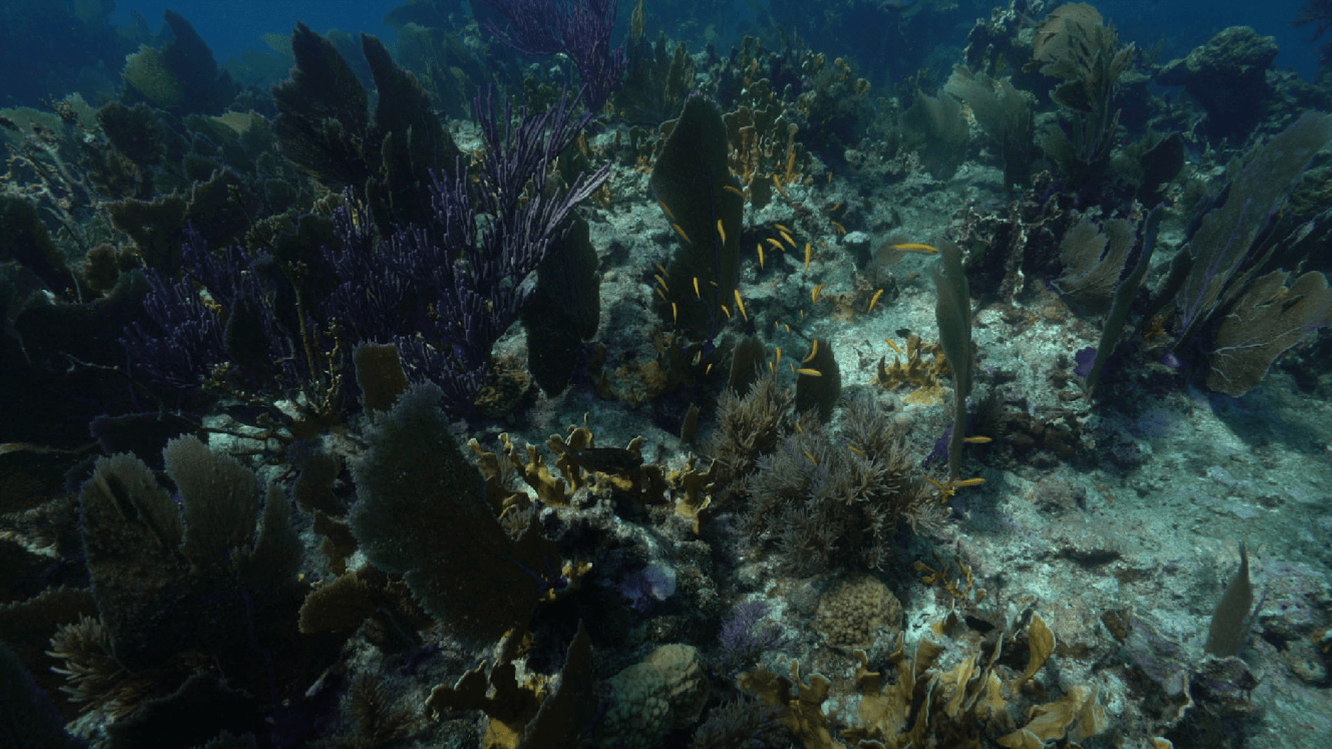 Watch What Sam Sees S1 Episode 13 on Disney+ South Africa | English ...