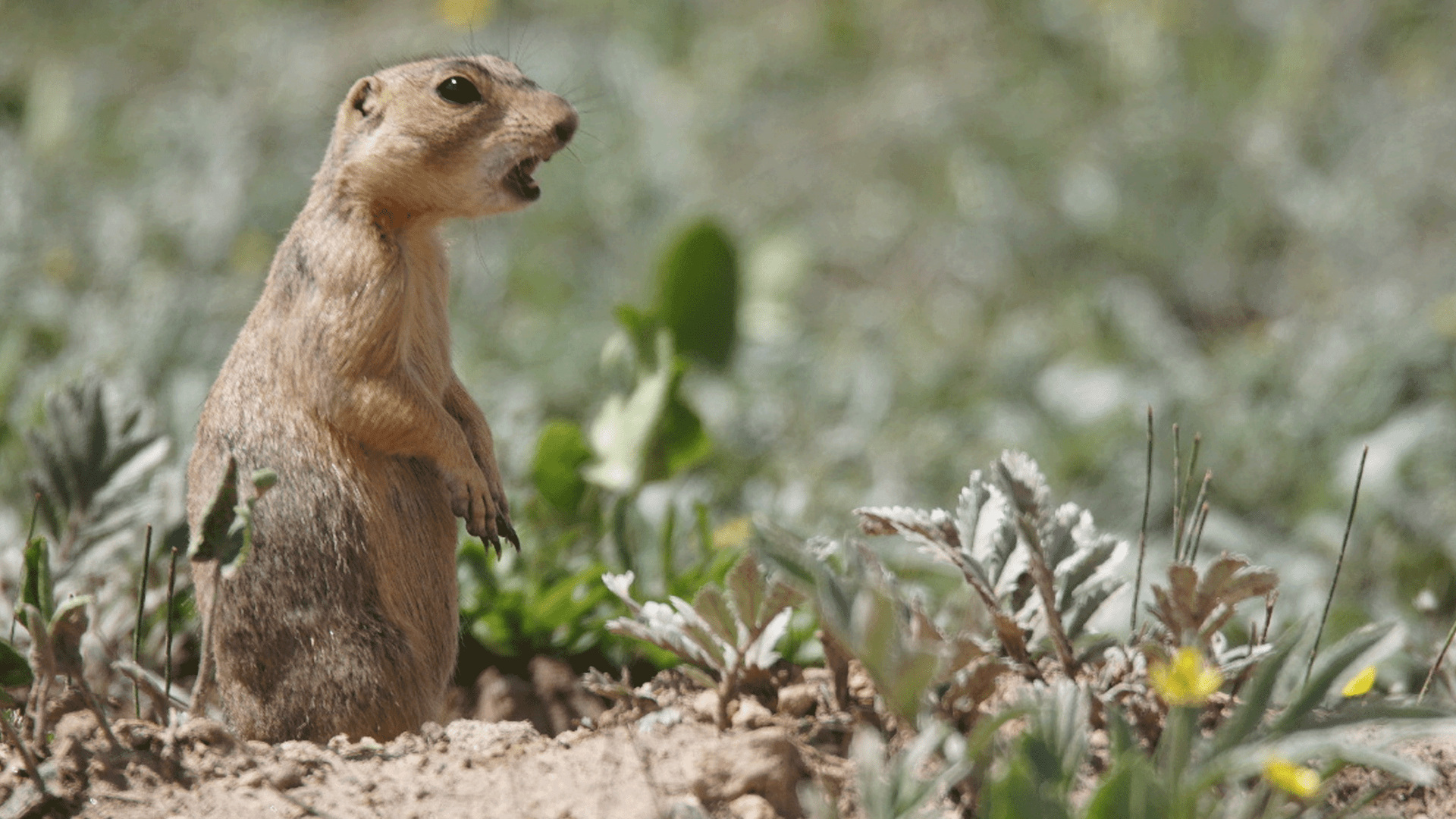 Prairie Dog Manor - Disney+