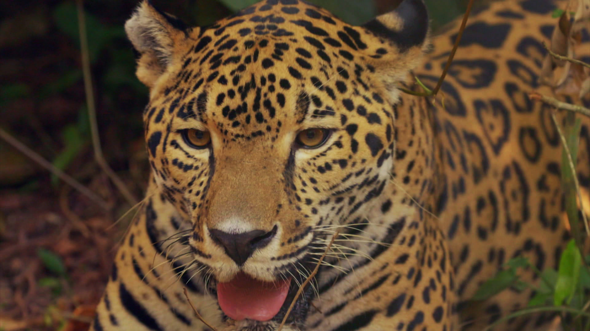 Watch Equator's Wild Secrets S1 Episode 6 on Disney+ Hotstar