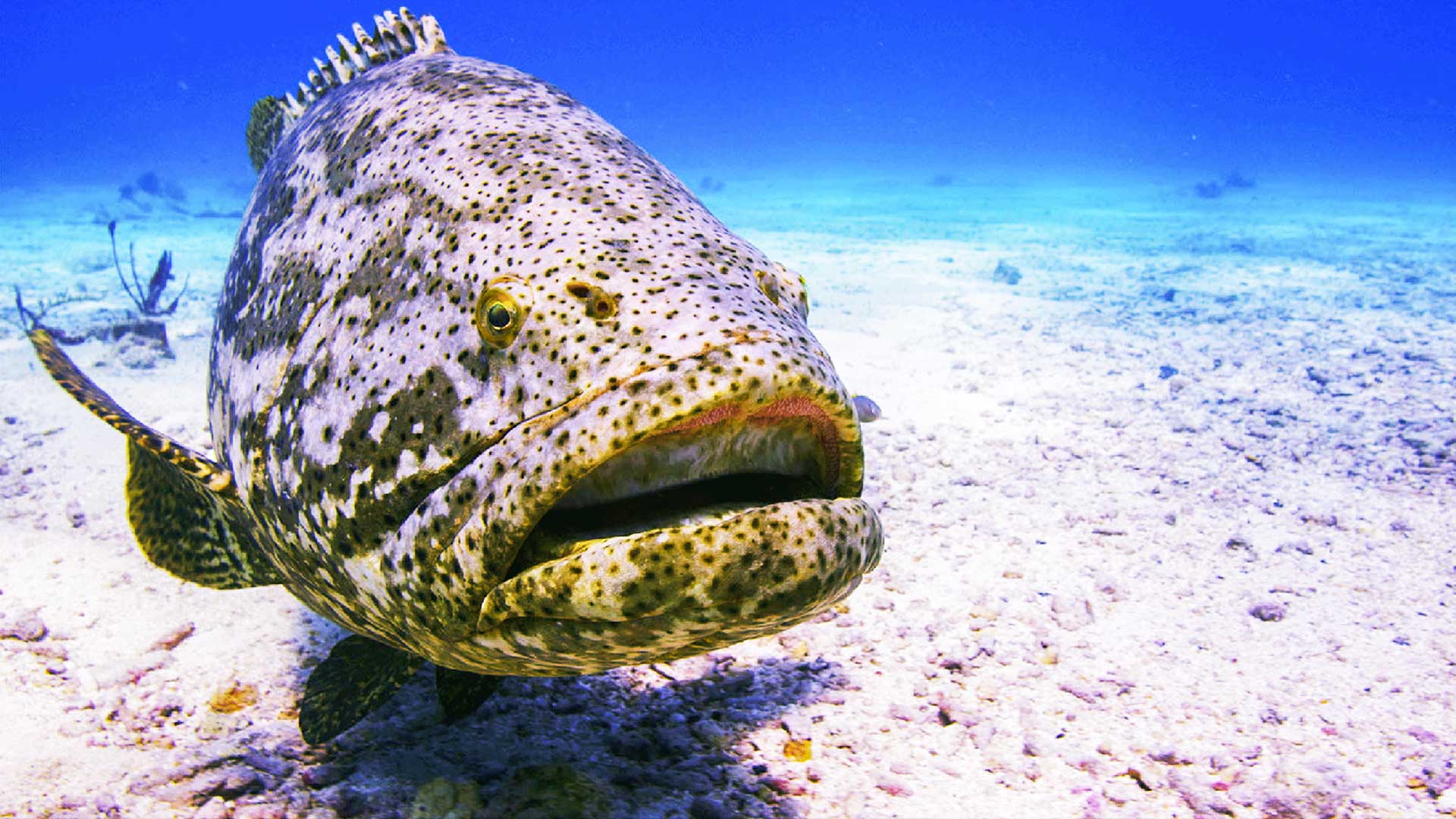 Stream Finding The Giant Goliath Grouper Season 1 Episode 11 – Finding ...