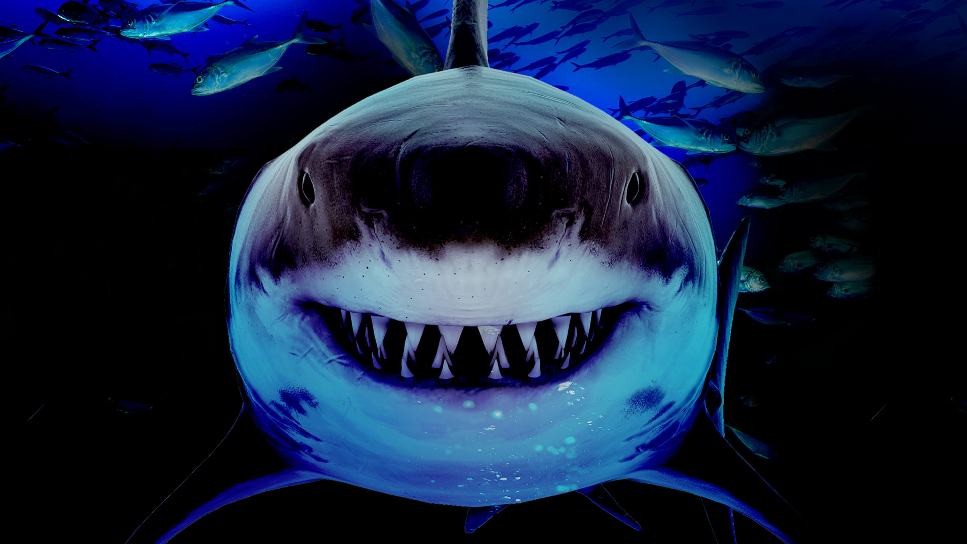 Great Shark Chow Down - Disney+