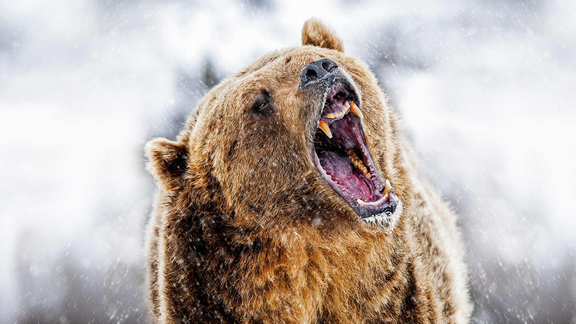 Alaska's Deadliest - Disney+