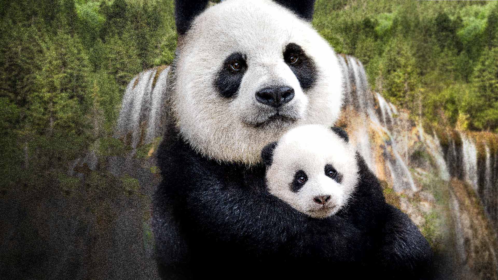 Watch Born in China - Disney+ South Africa | English Documentary Movie
