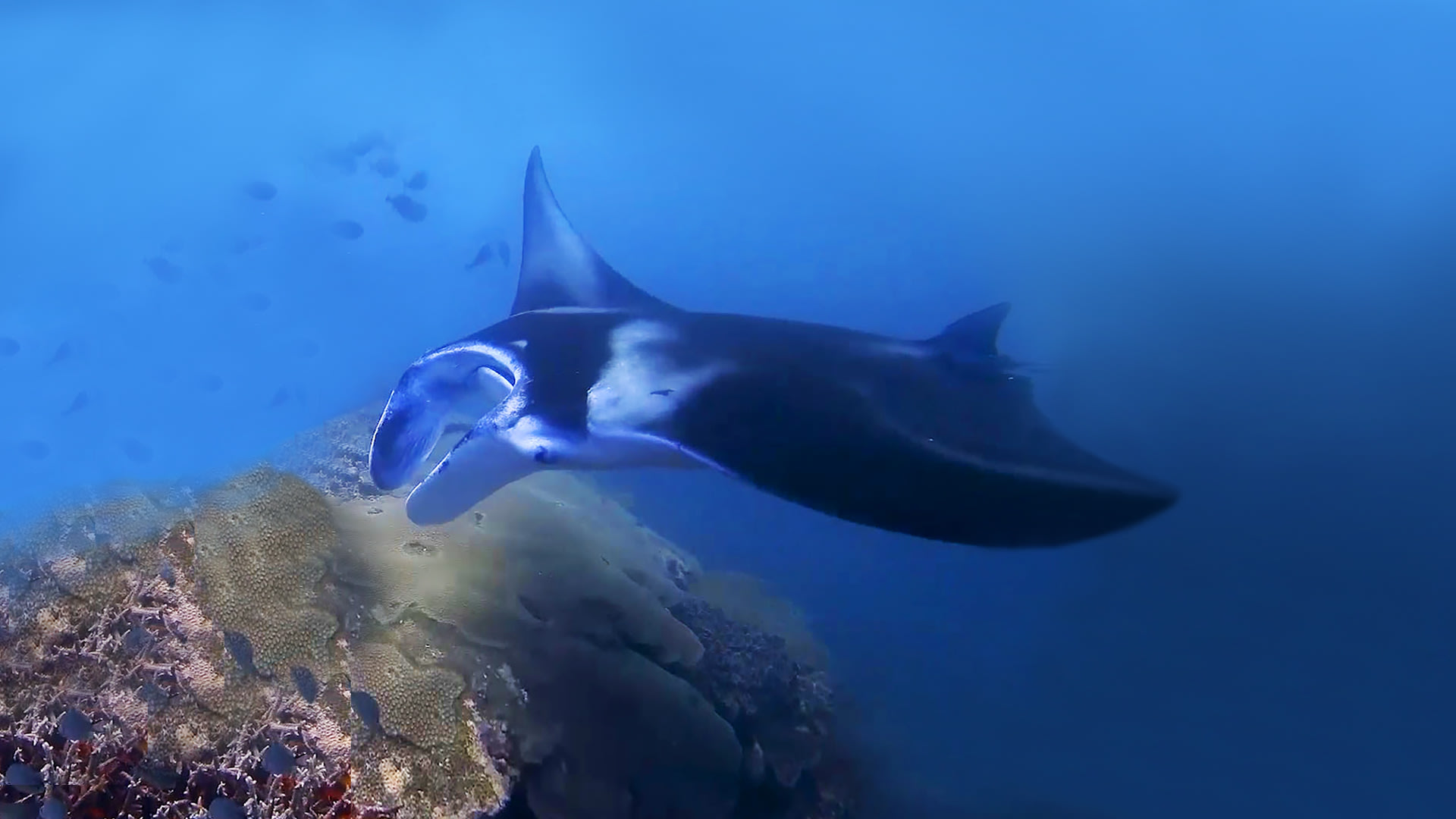 Scuba Sam's World - Disney+