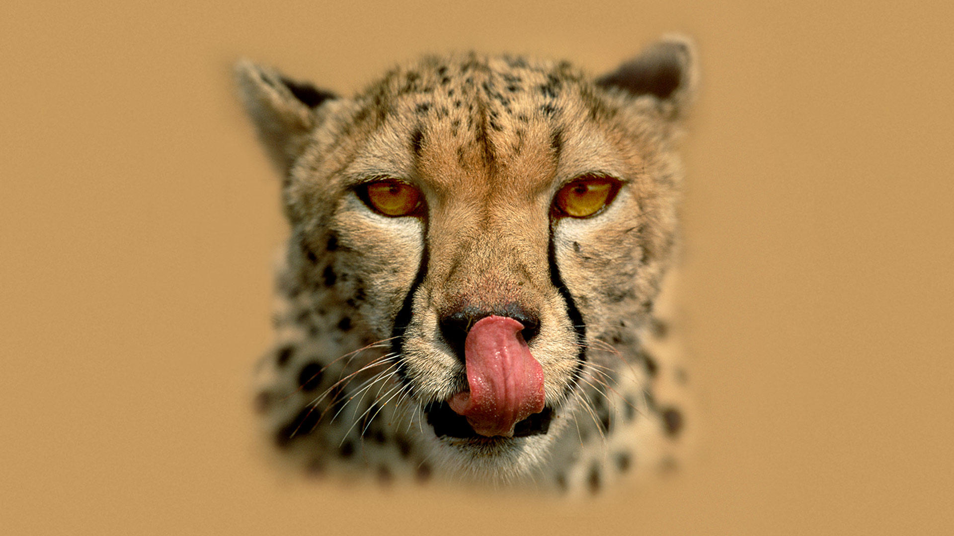 Deadly Instincts on Disney+ United Arab Emirates | English German ...