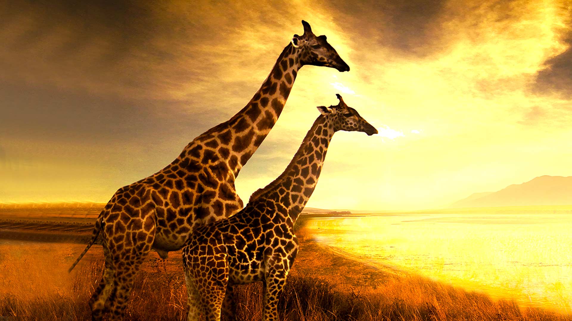 Saving Giraffes: The Long Journey Home - Disney+