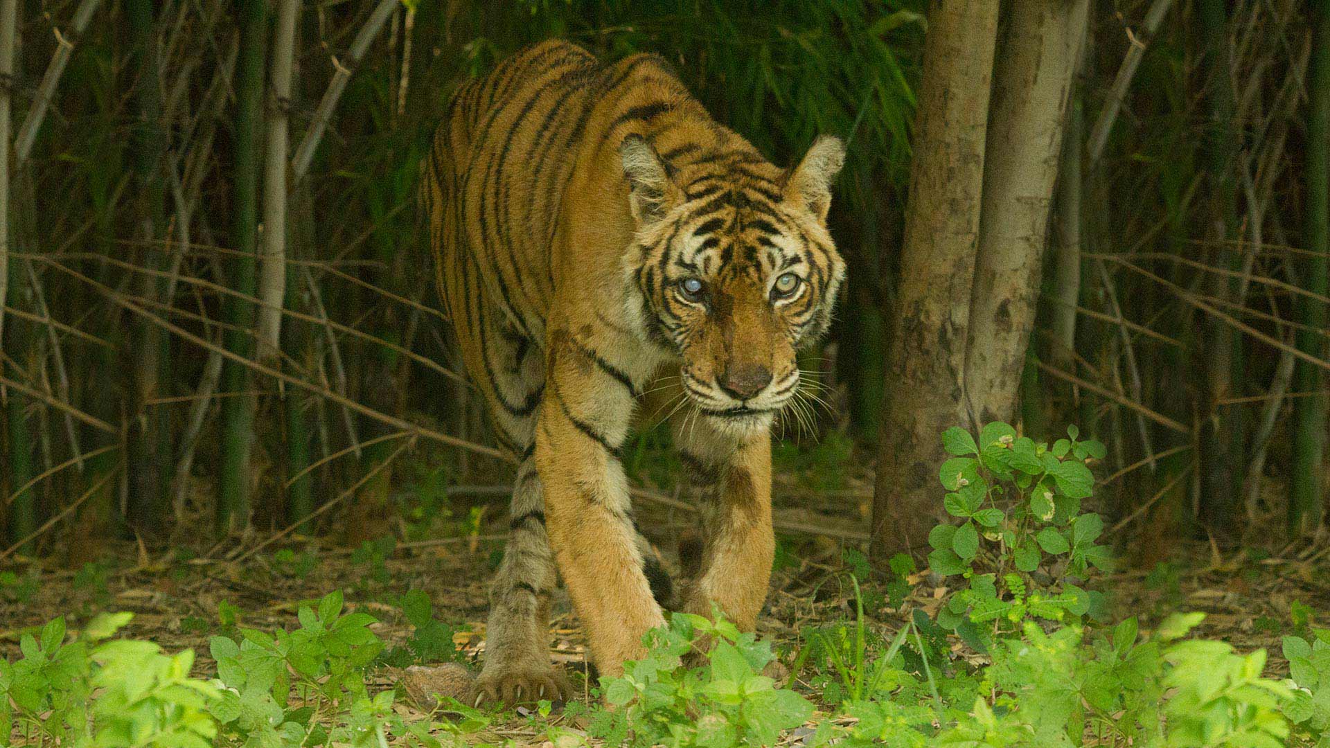 Watch The World's Most Famous Tiger - Disney+ Hotstar