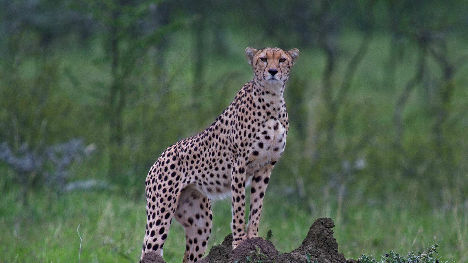 Secret Life of Predators - Disney+