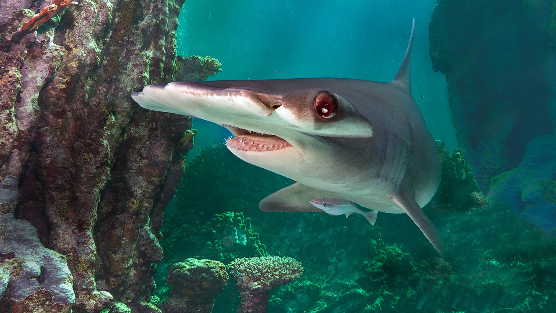 World's Biggest Hammerhead? - Disney+