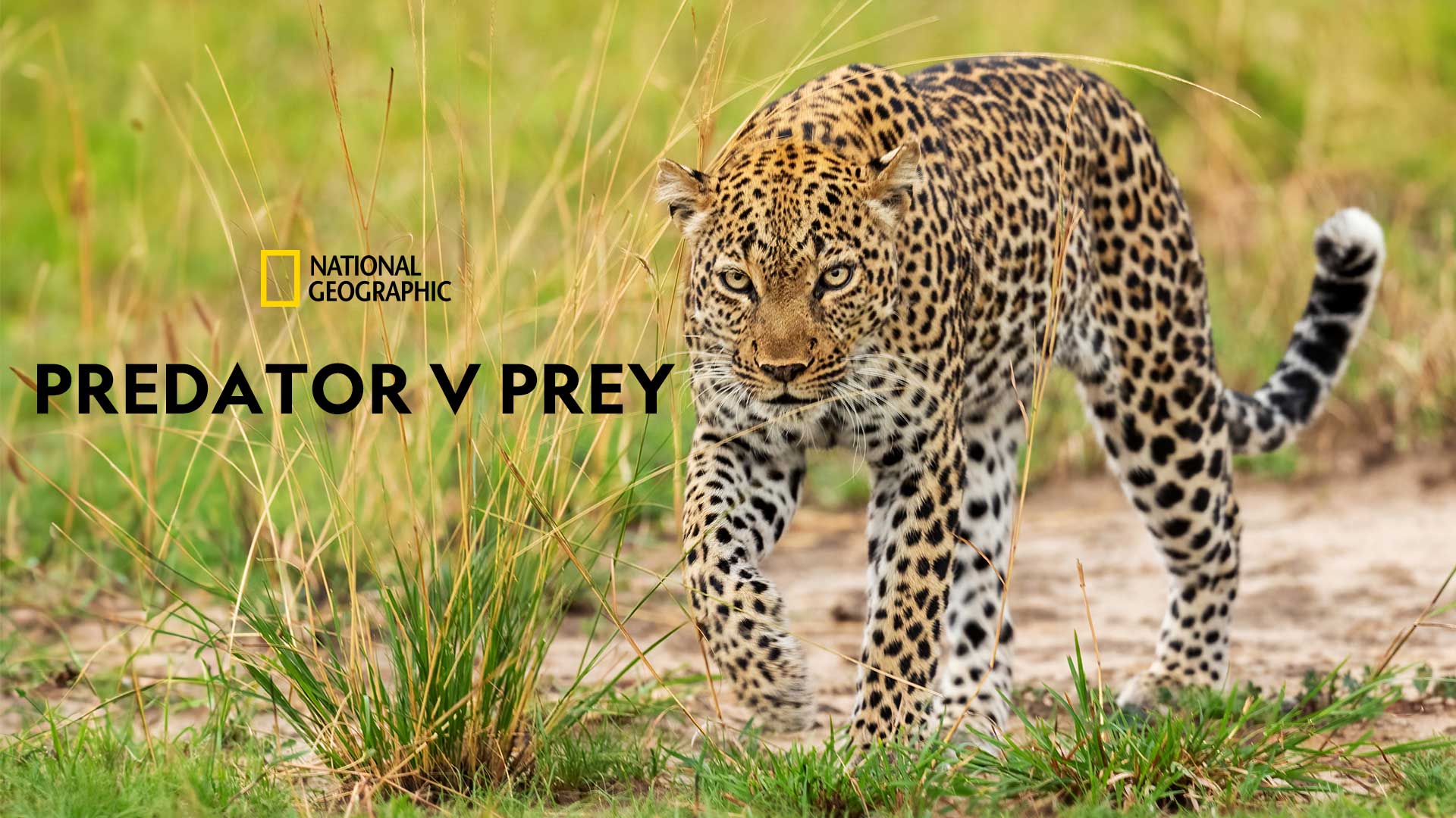 Stream predator-v-prey TV Show Online | Watcho