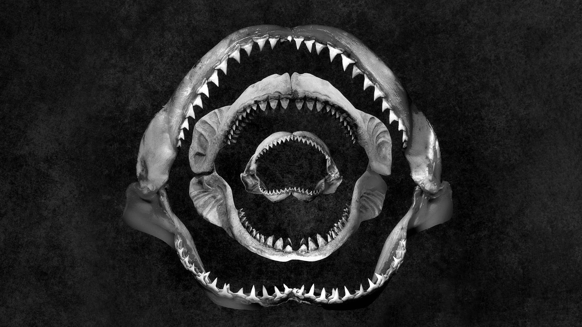 Shark Eat Shark - Disney+