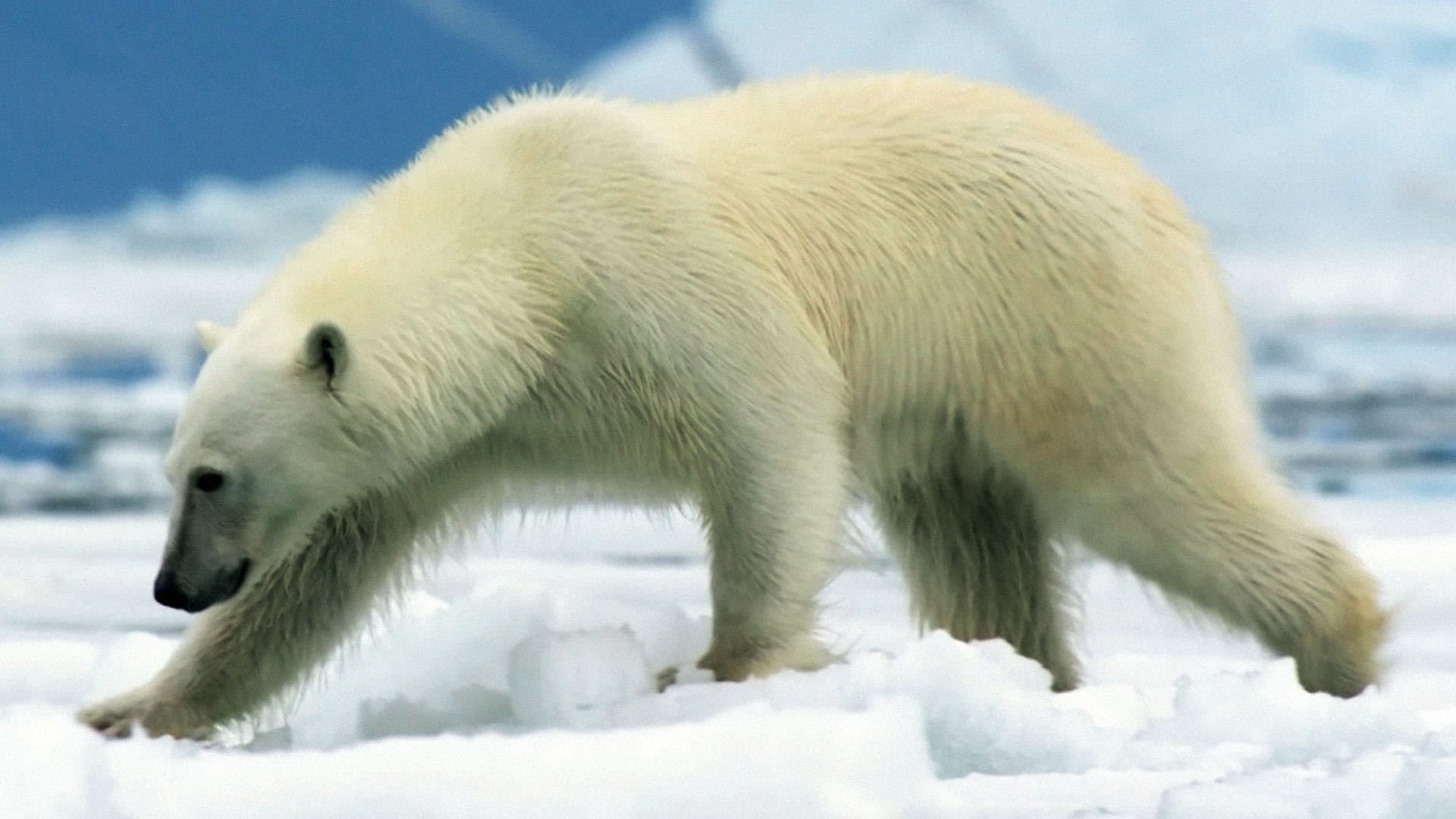 Watch Ocean Xplorers S1 Episode 5 on JioHotstar