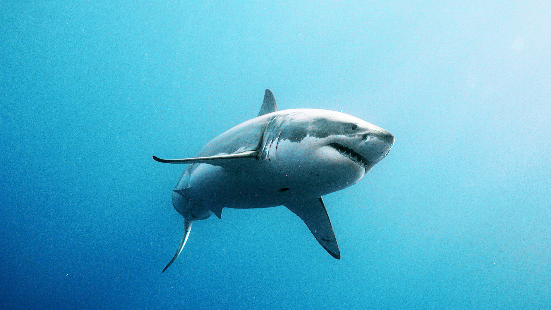 Watch Investigation Shark Attack Episode 1 on Disney+