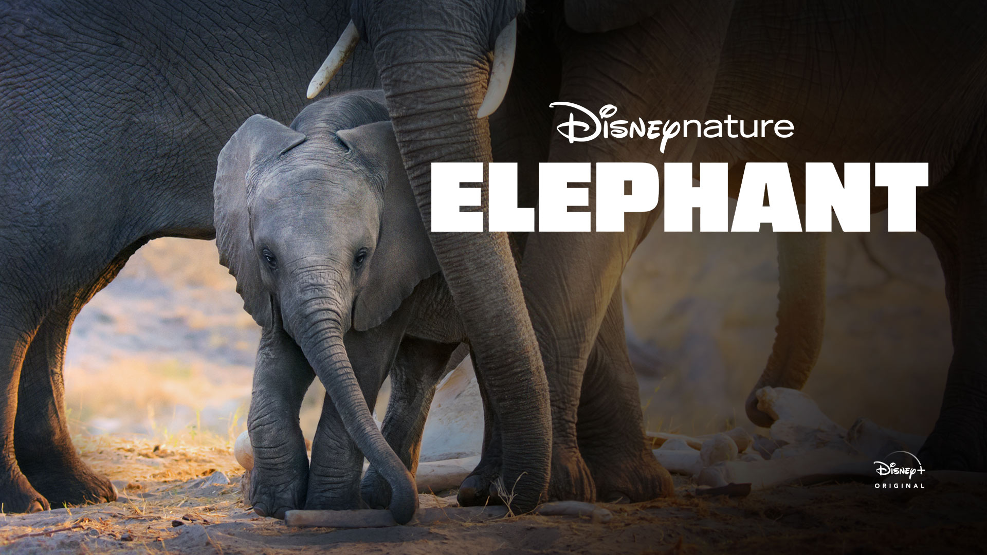 Watch a clip from Elephant - Trailer on Disney+