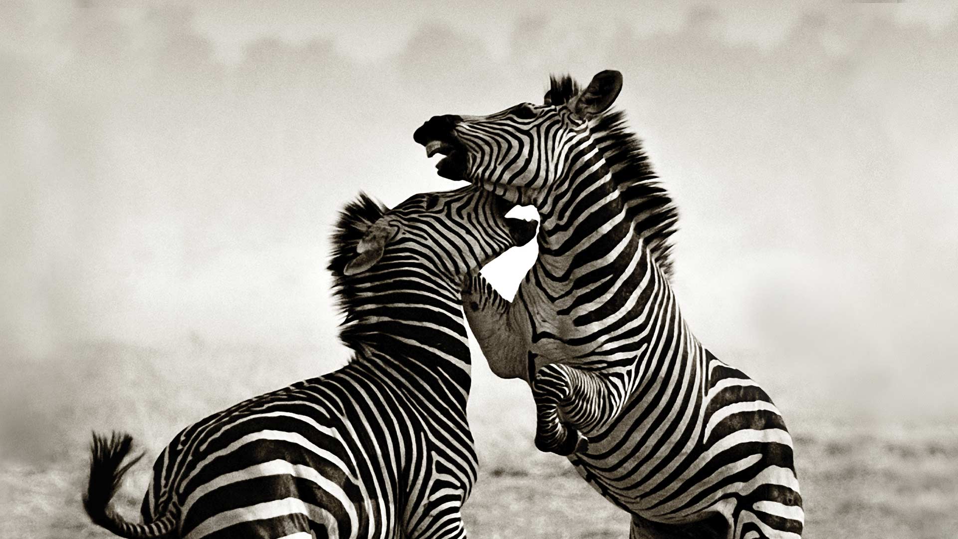 Animal Fight Night - Disney+