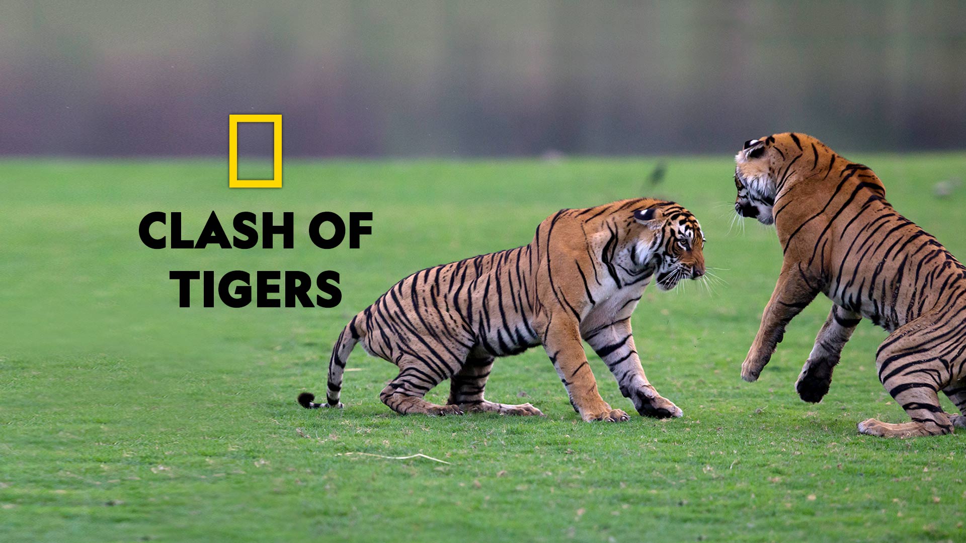 Watch Movie Clash Of Tigers Online only on Watcho,