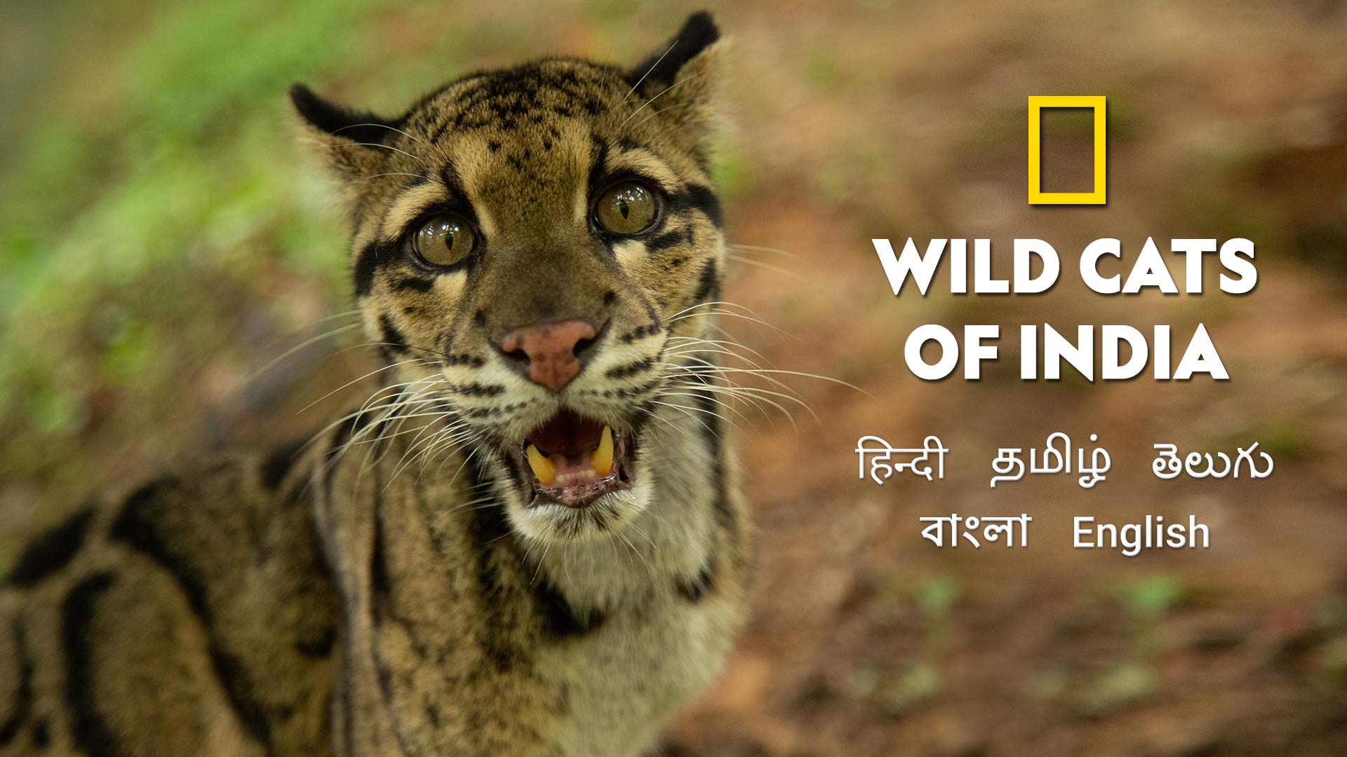 Stream wild-cats-of-india TV Show Online | Watcho