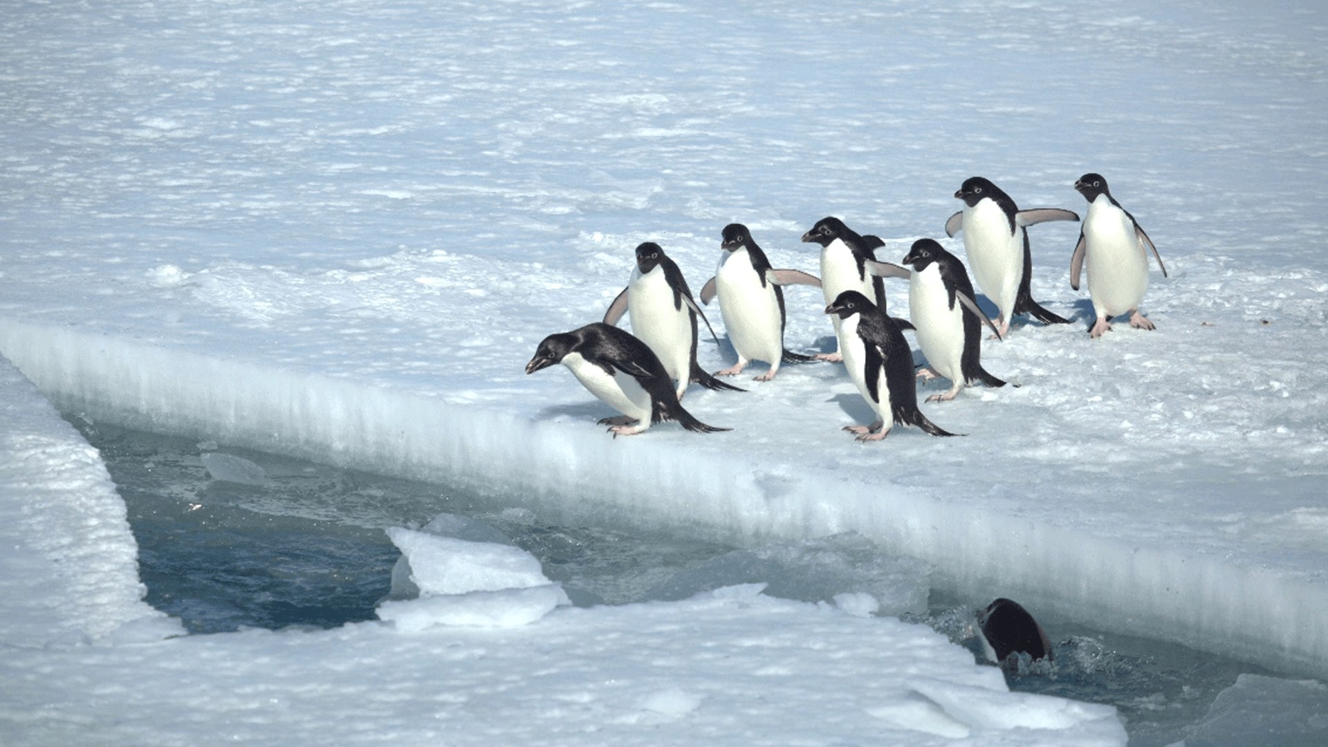 Watch Continent 7: Antarctica S1 Episode 6 on Disney+ South Africa ...