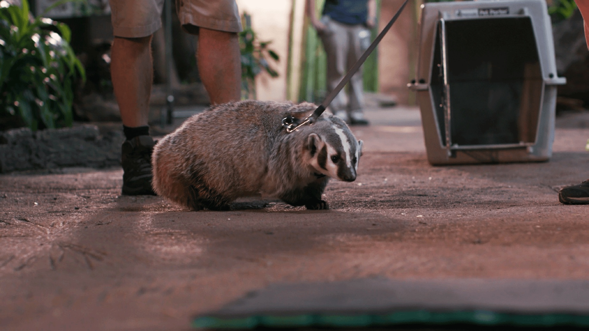 Sam's Zookeeper Challenge - Disney+